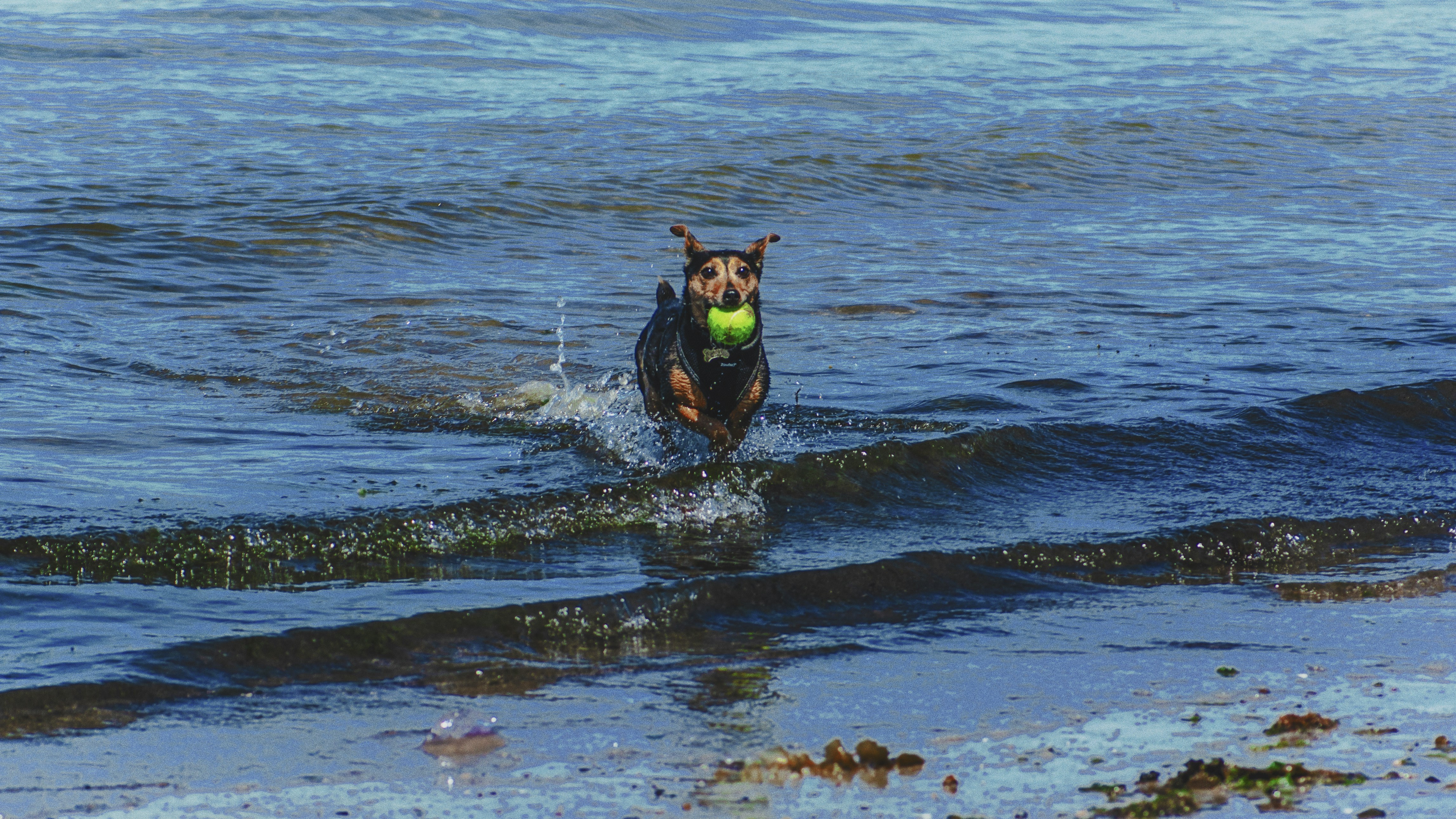 A dog joyfully leaps through shallow water, clutching a green ball in its mouth, embodying the spirit of playfulness at the beach.