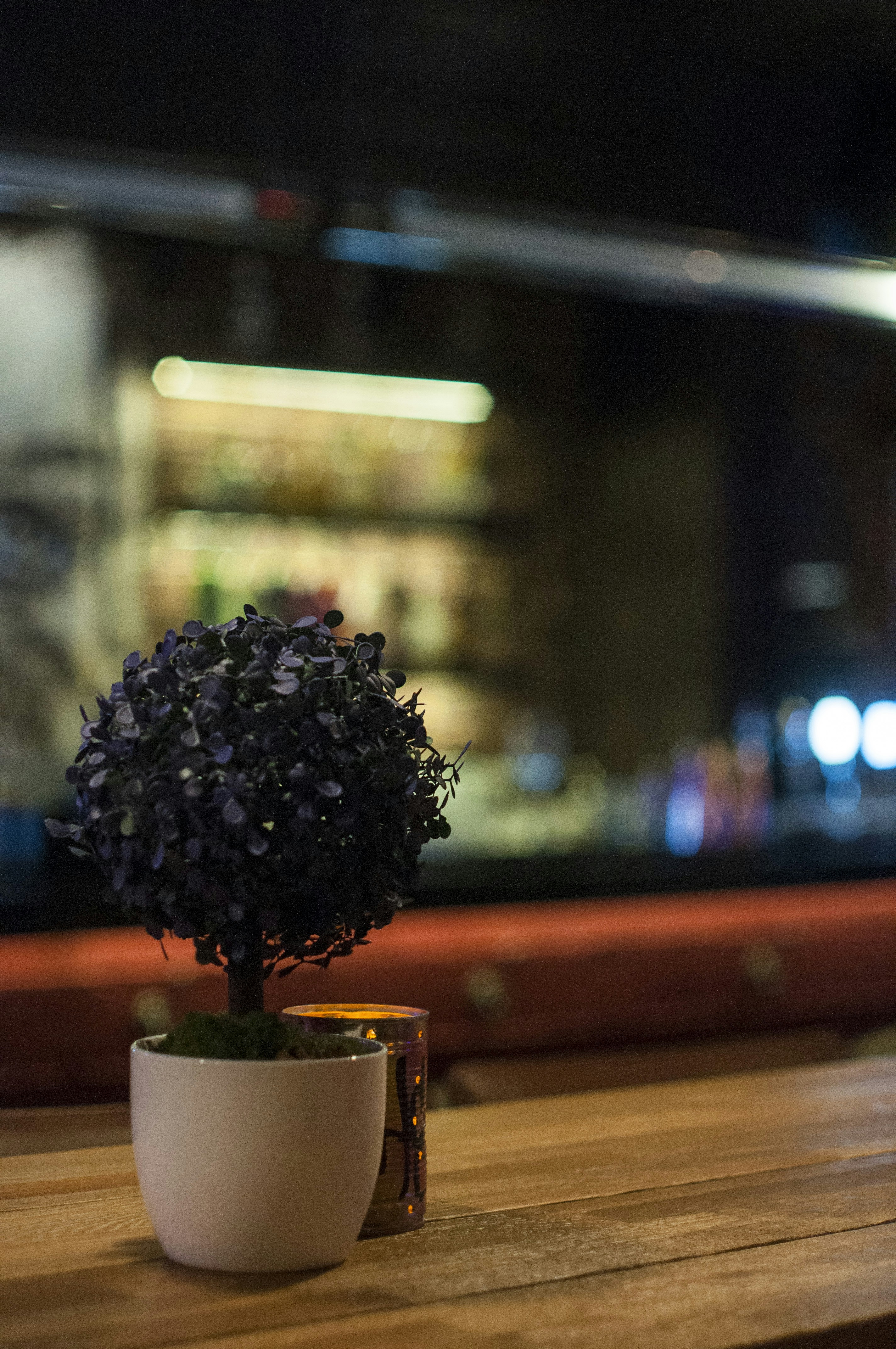 Foto Planta de hoja negra – Imagen Rusia gratis en Unsplash