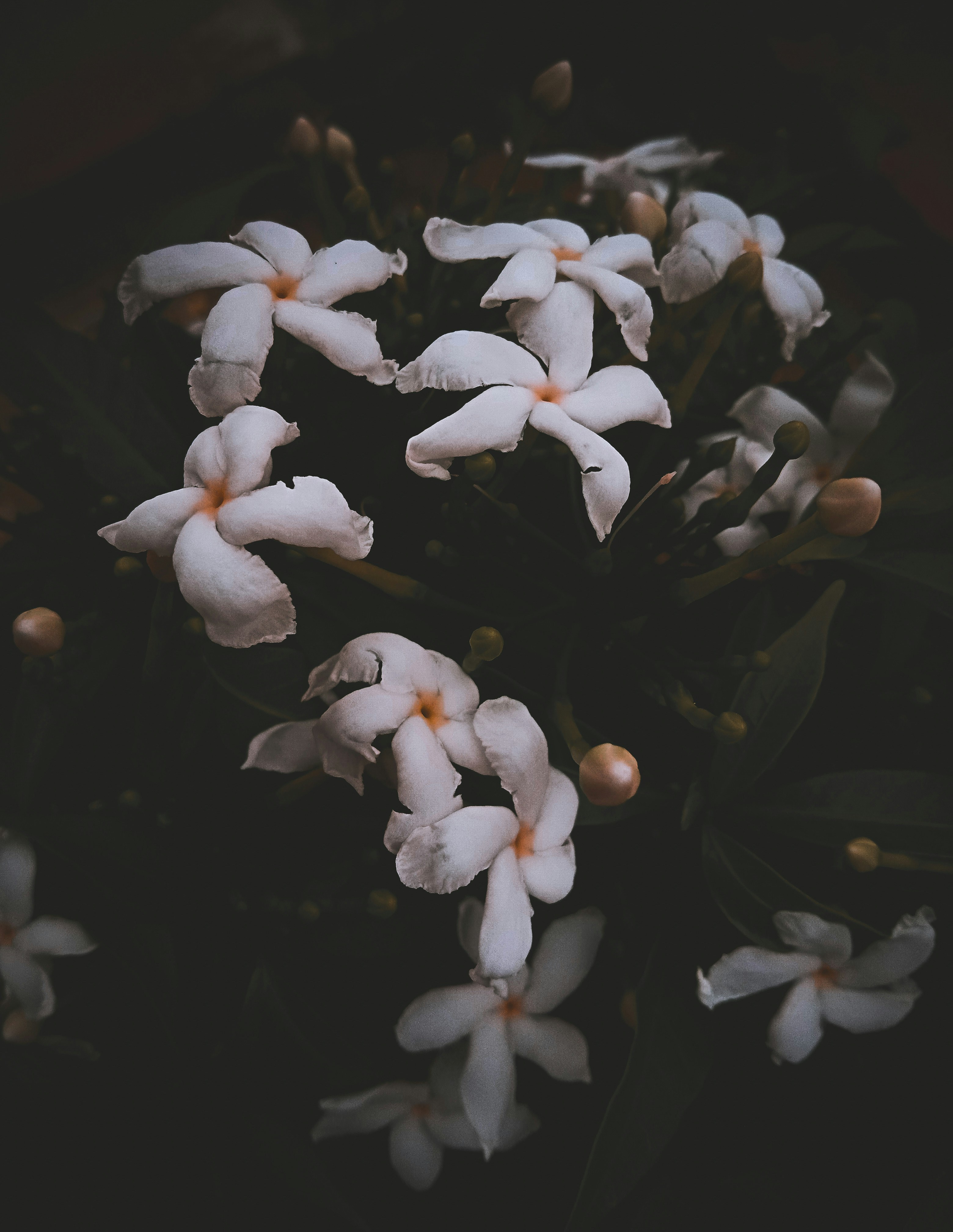 Delicate white flowers bloom against a dark backdrop, highlighting their intricate petals and soft textures.