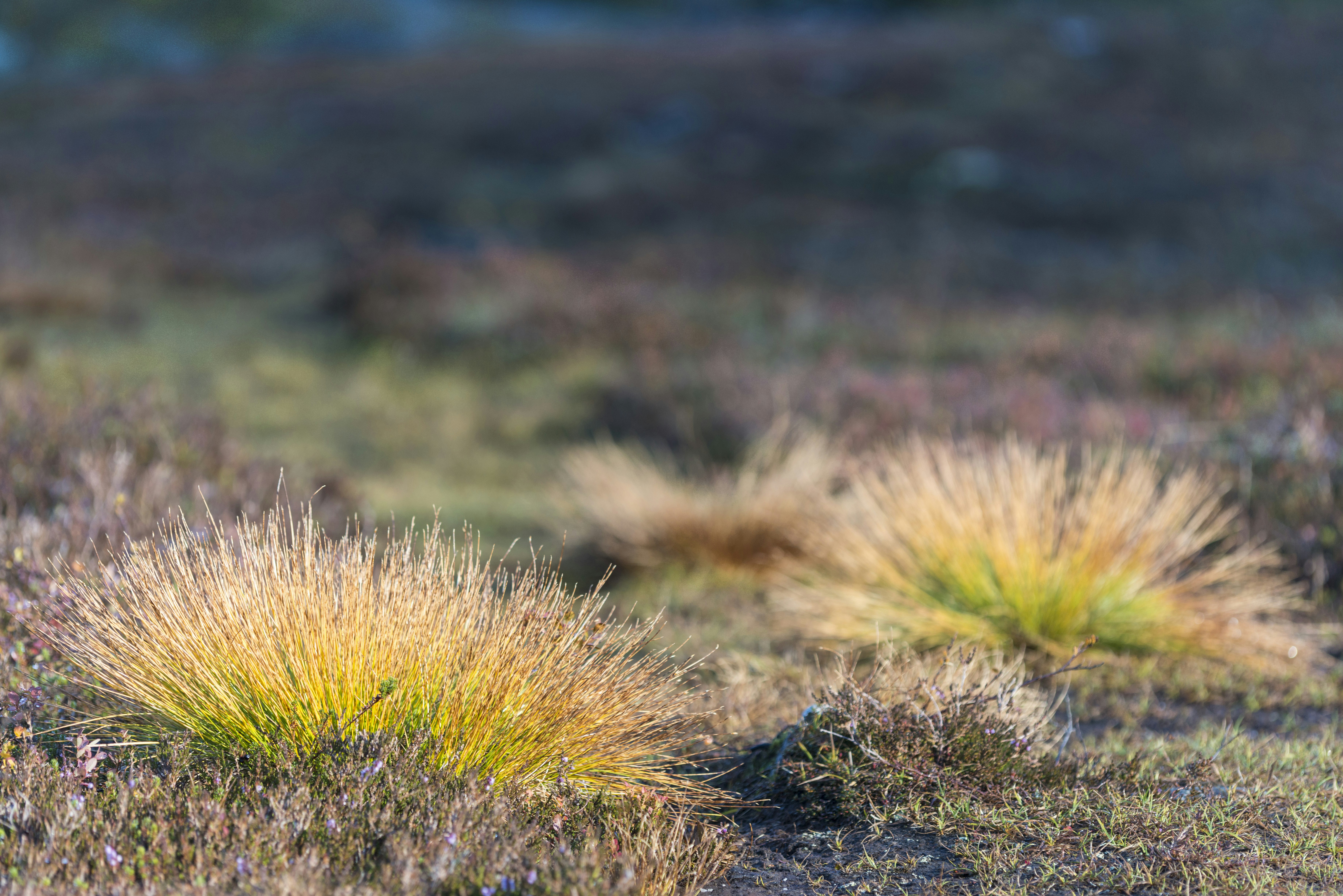 Amber Tufts in a Quiet Moor Under Soft Evening Light