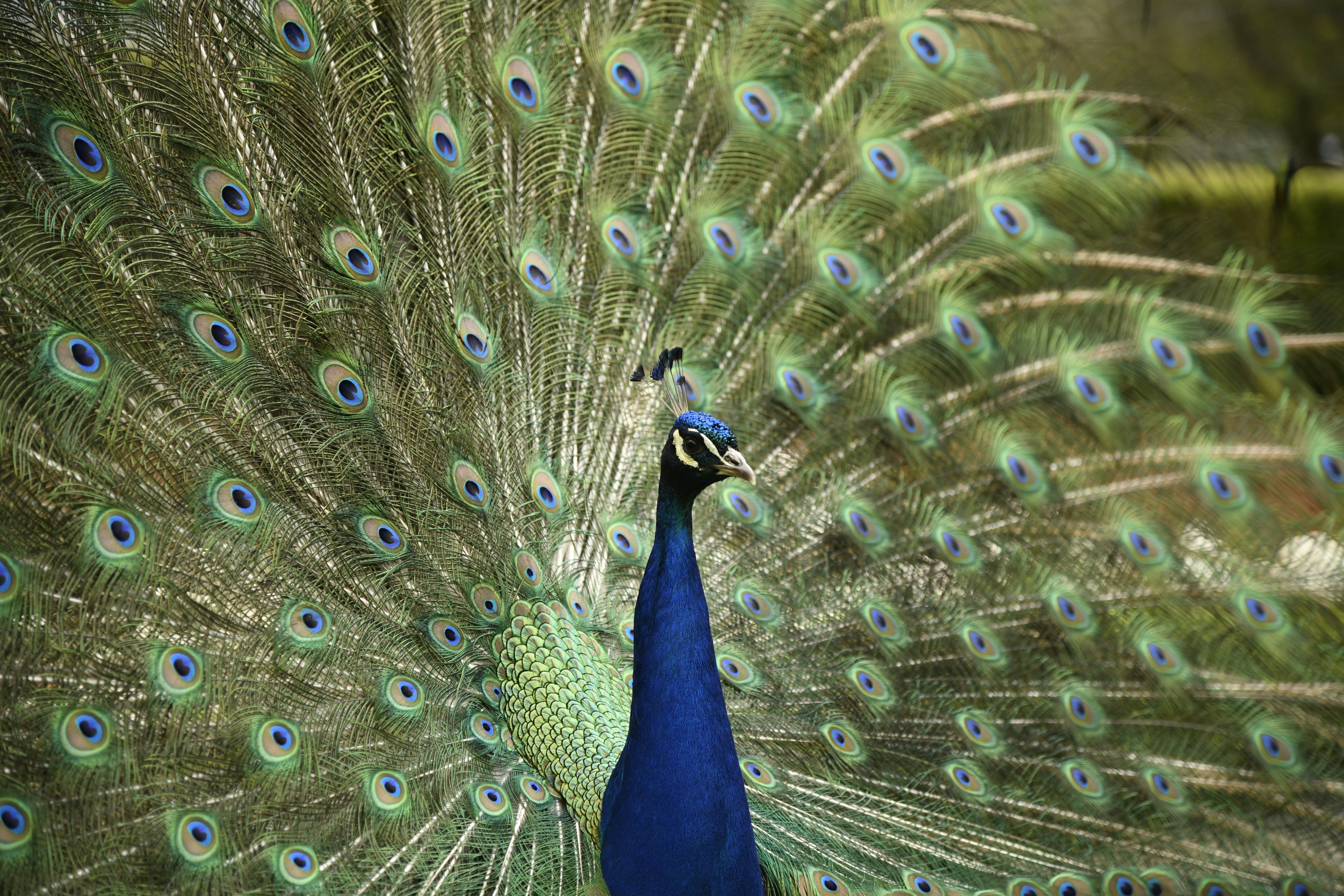 Peacock displaying its vibrant plumage in a lush setting, showcasing intricate patterns and colors.