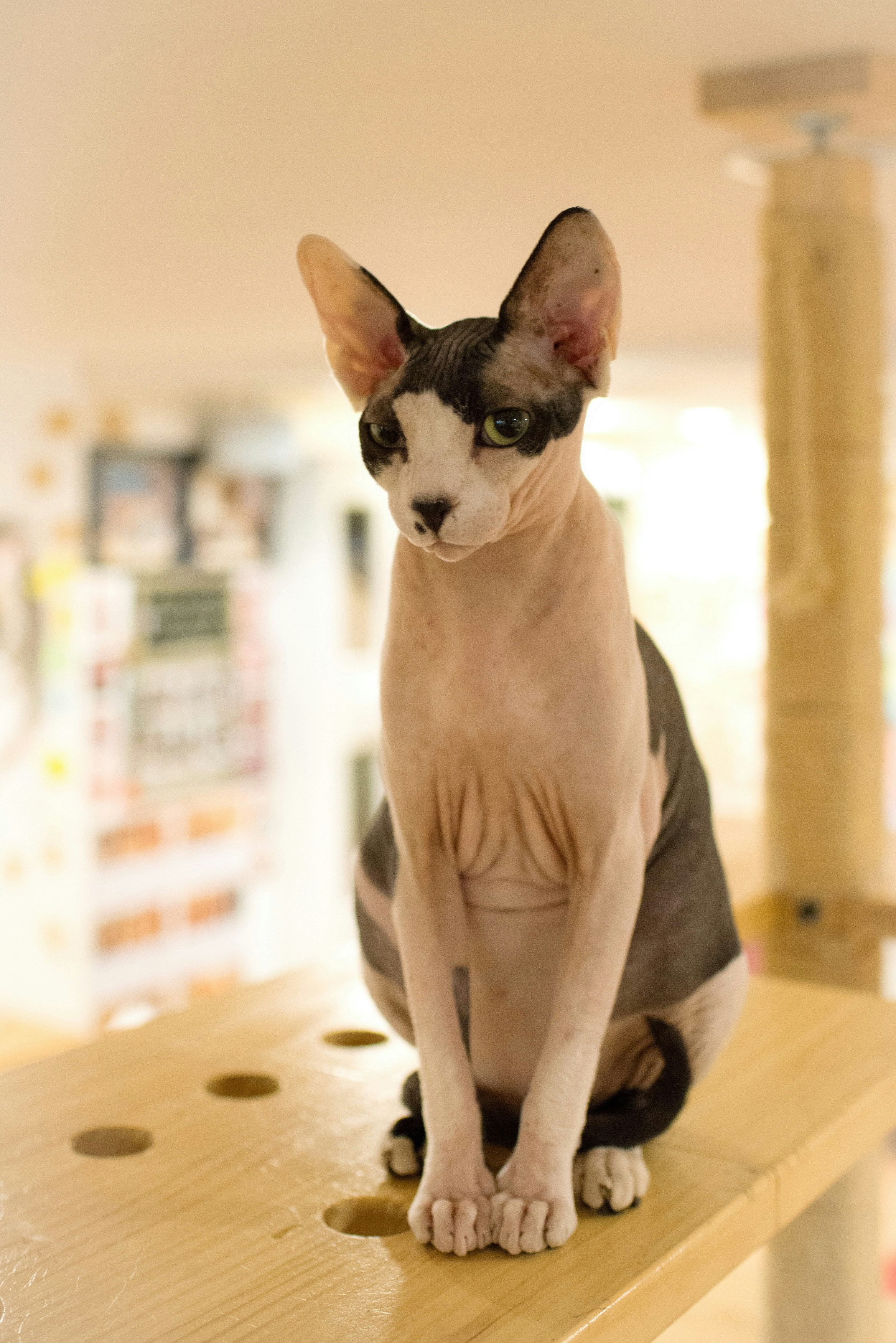 Spinx cat on tabletop photo – Free Brown Image on Unsplash