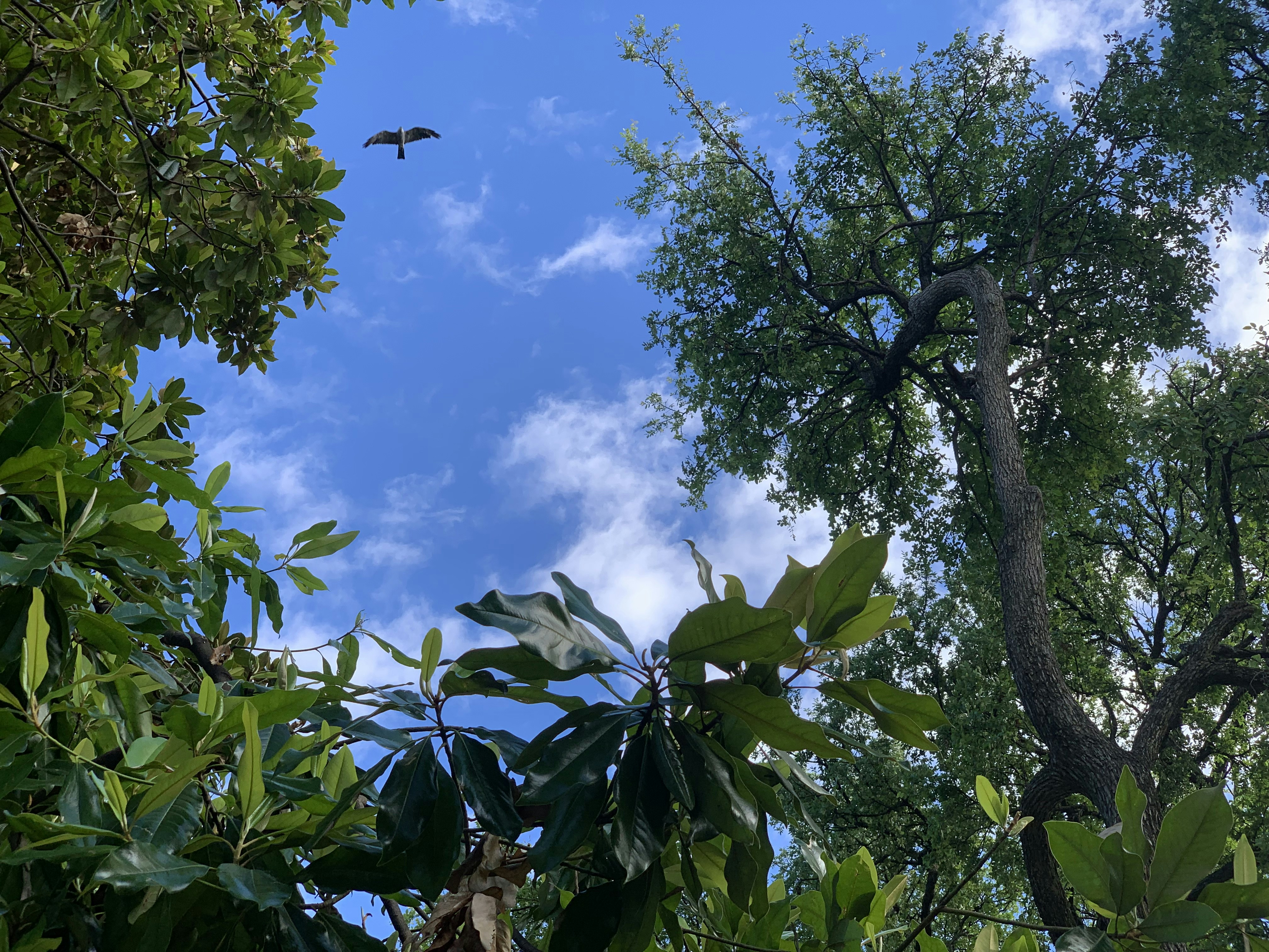 A bird soars gracefully above a lush green canopy under a bright blue sky, framed by vibrant leaves and towering trees.