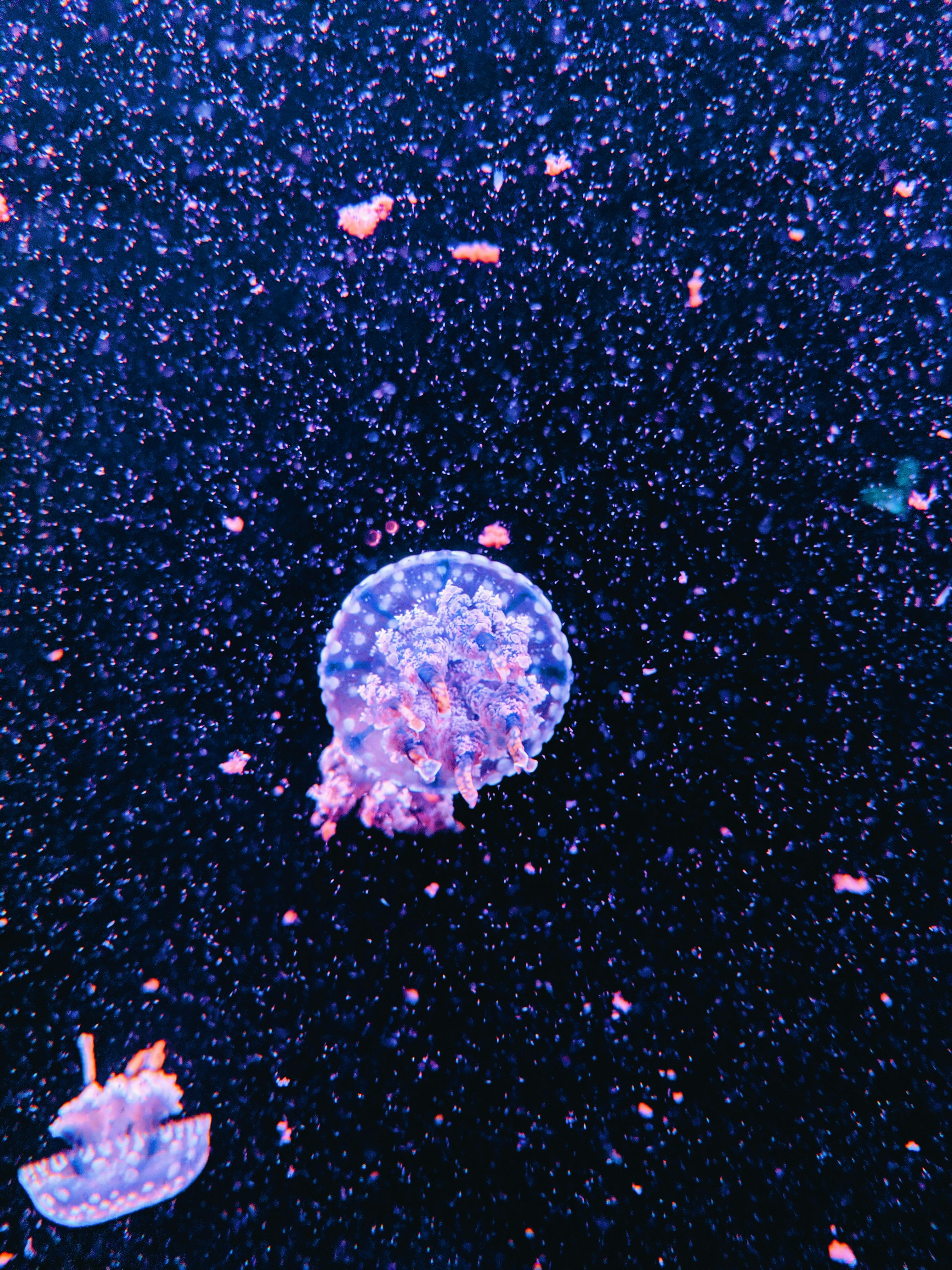 Low-Tide Glow: A Jellyfish in Deep Night