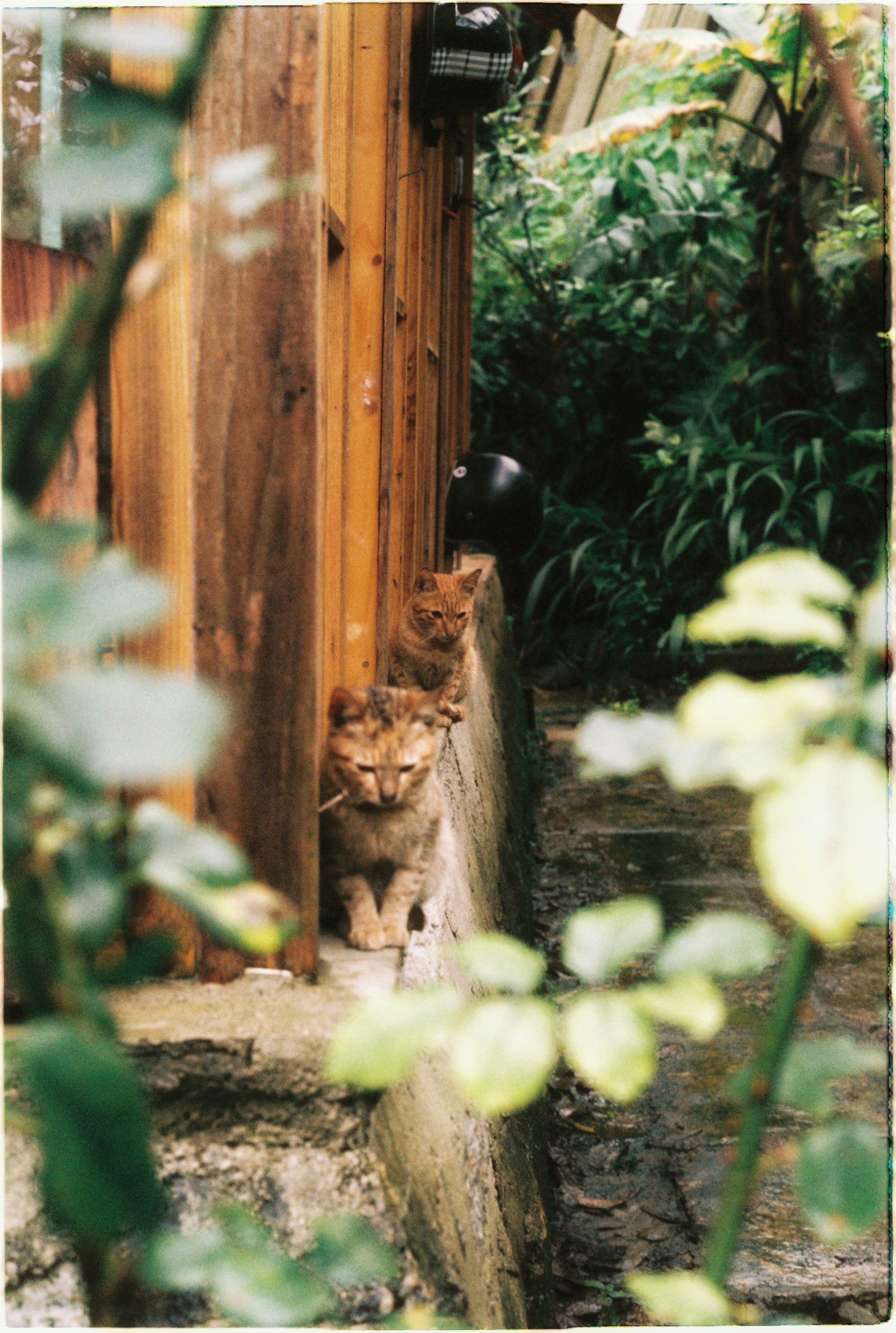 Two cats peering from behind a wooden wall in a lush garden, surrounded by greenery. The scene captures a moment of curiosity and tranquility.