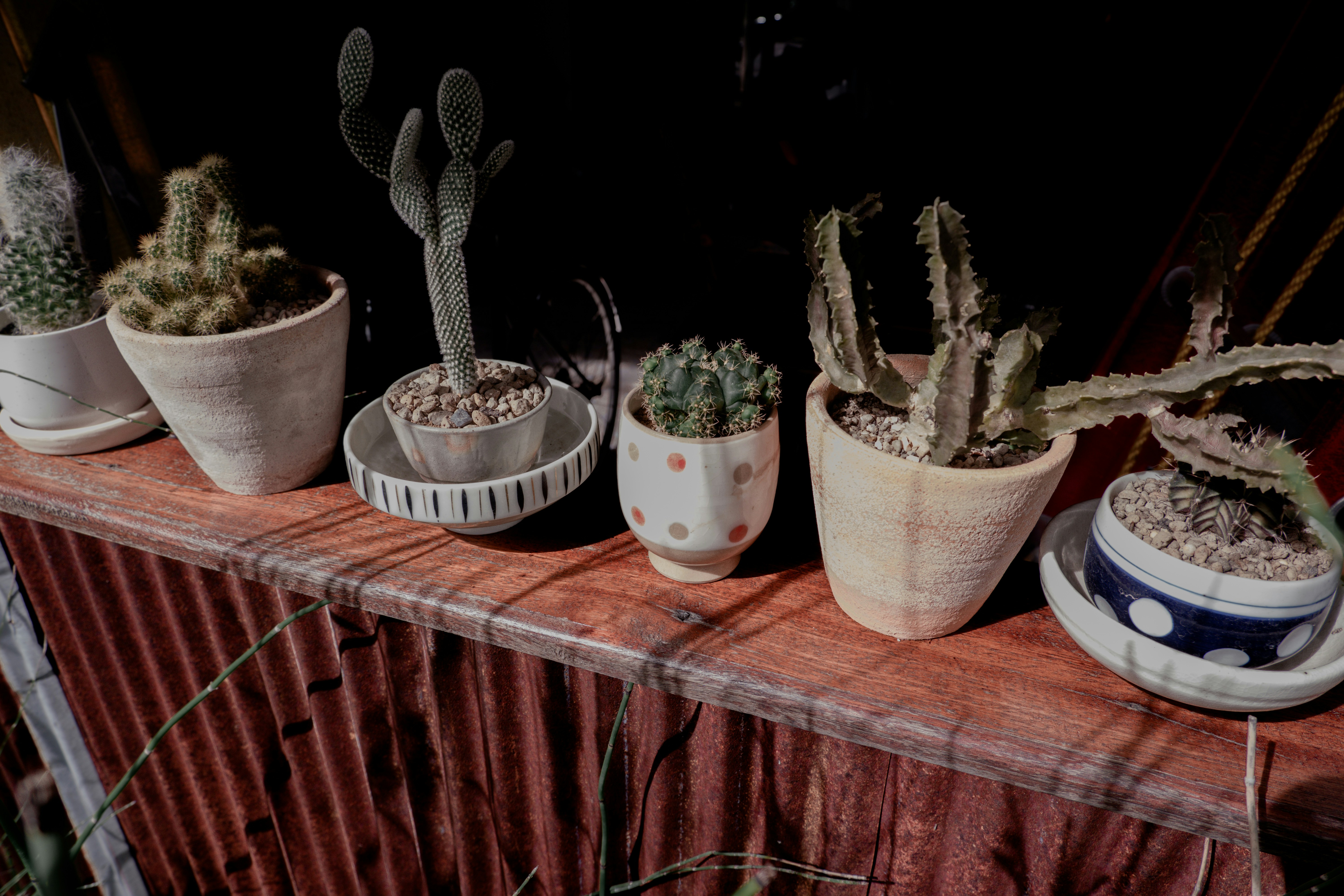 Plants in pot photo – Free Food Image on Unsplash