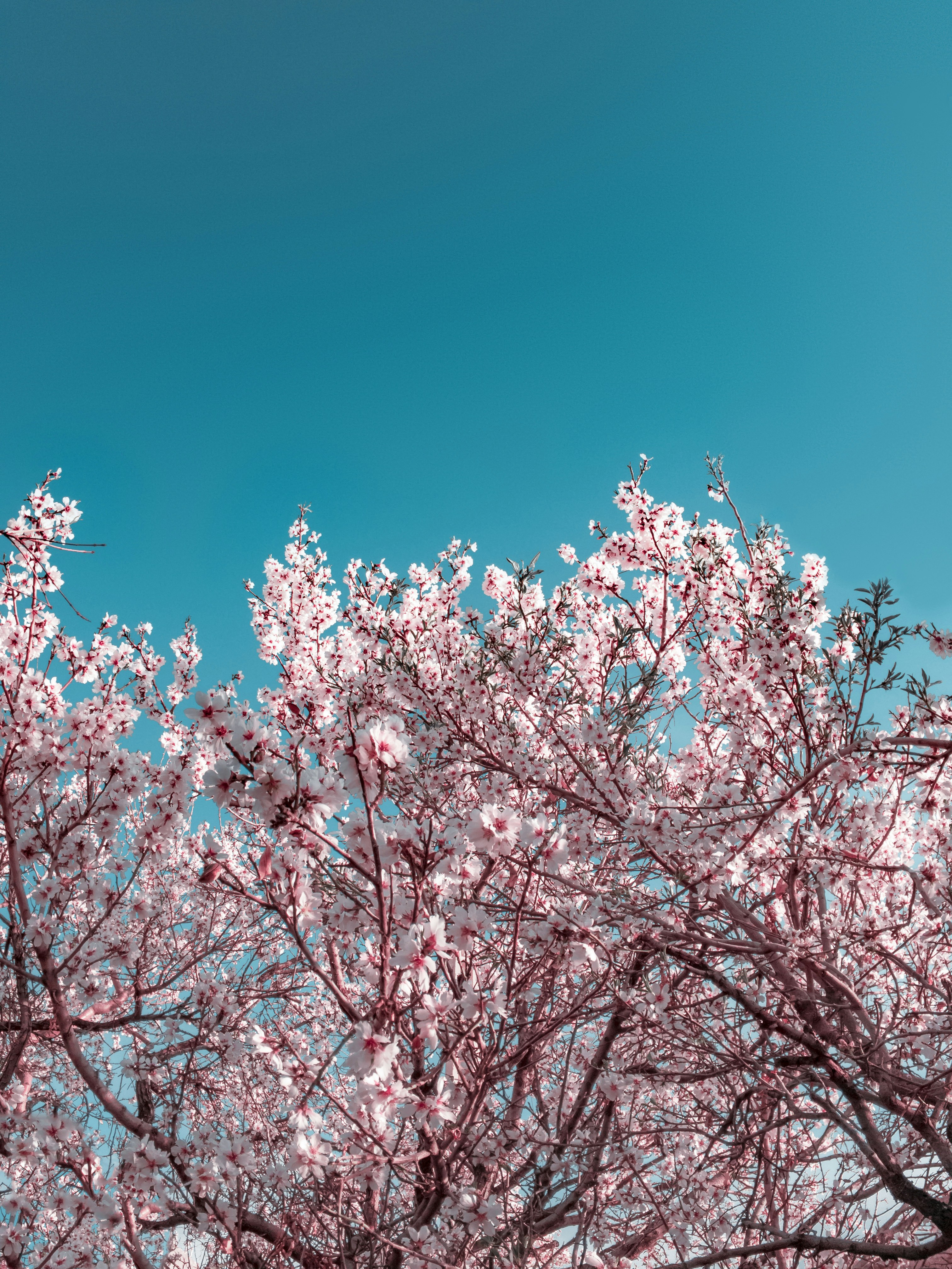 Delicate cherry blossom branches adorned with soft pink flowers against a clear blue sky.