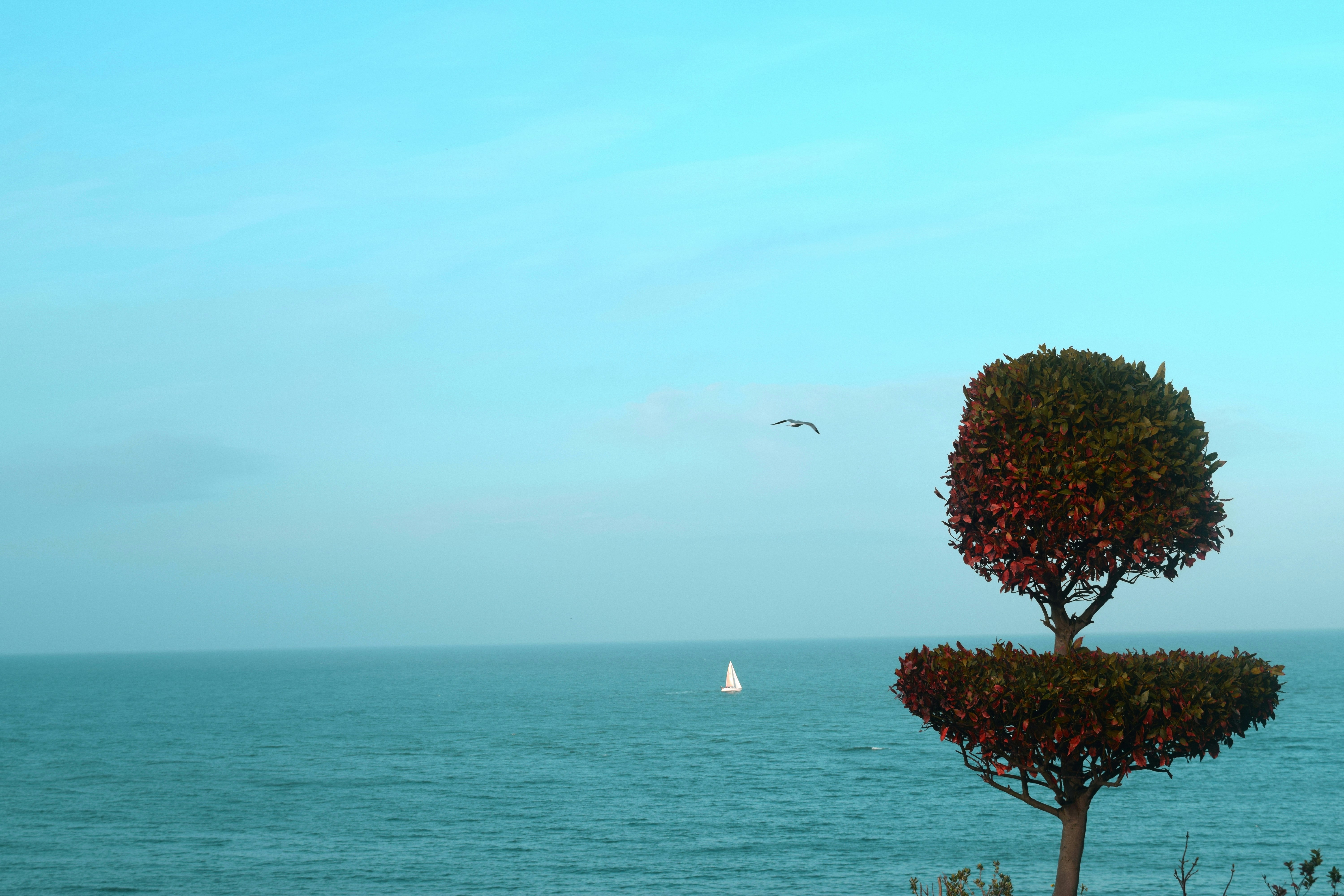 Azure Seascape: The Sculpted Tree at the Ocean's Edge