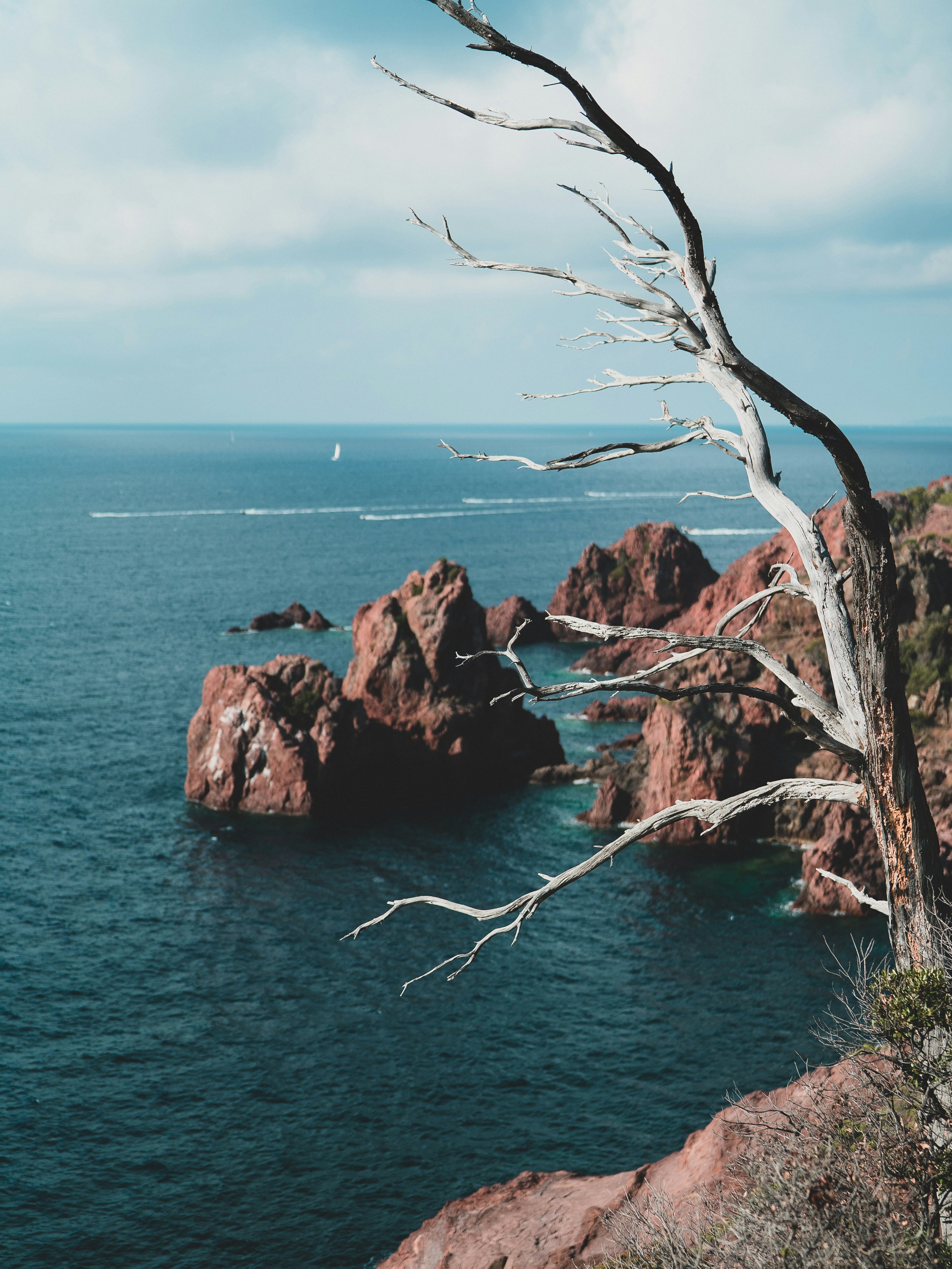 Bleached Tree Against Azure Sea: A Cliffside Stillness