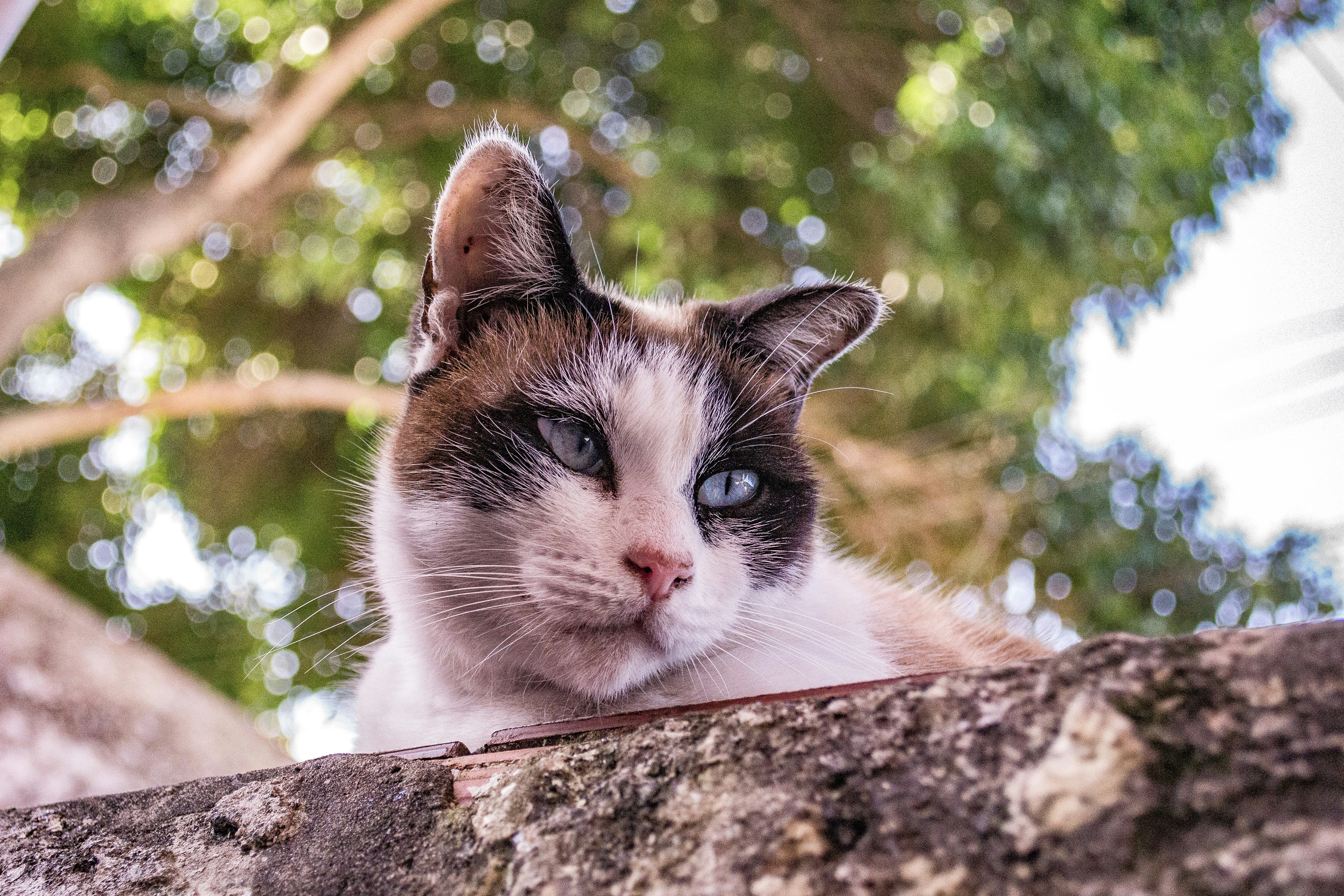 A calico cat resting on a stone ledge, gazing thoughtfully with a blurred green backdrop. The sunlight filters through the leaves, creating a serene atmosphere.
