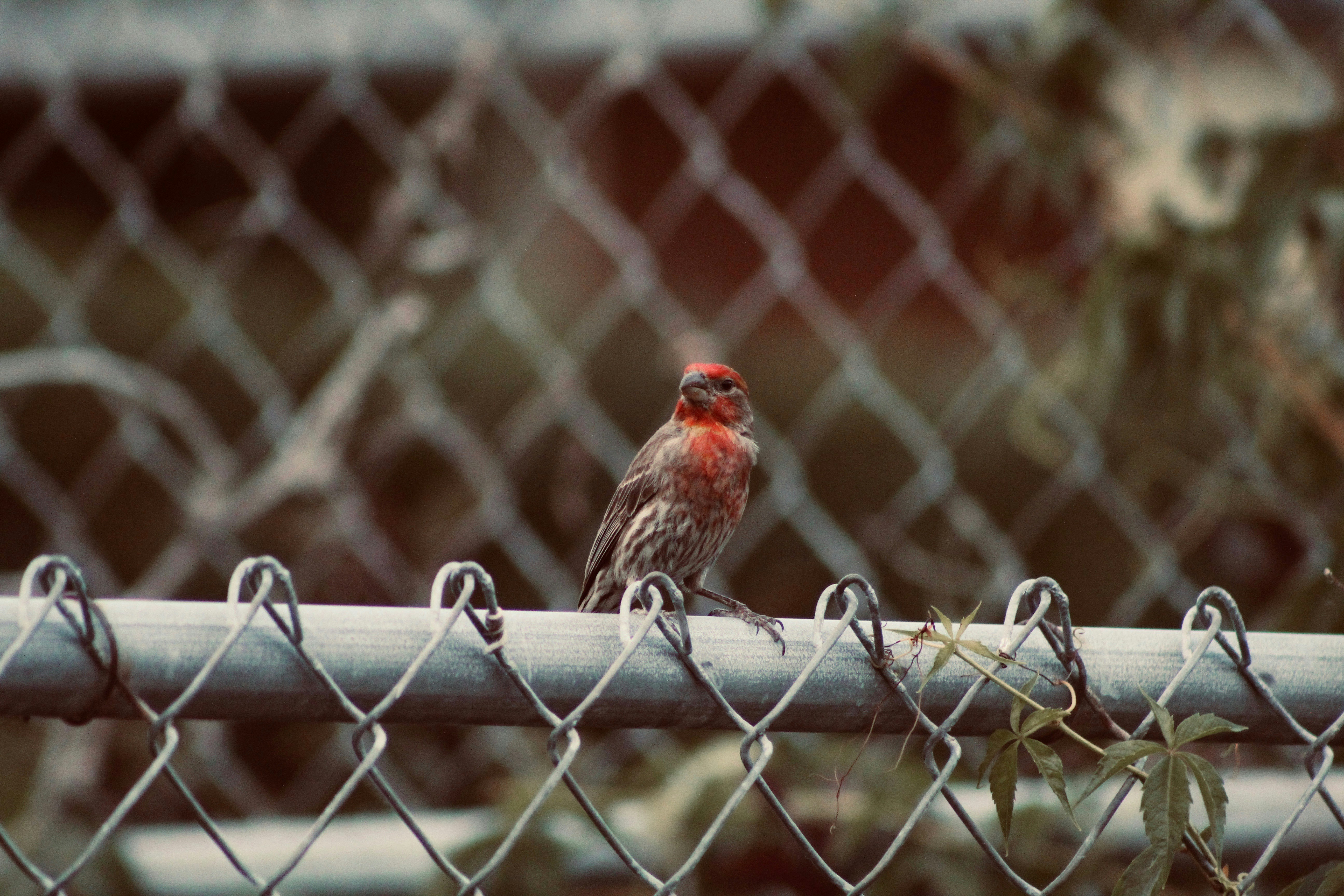 A vibrant bird perched on a chain-link fence, surrounded by blurred foliage, showcasing its striking red plumage.