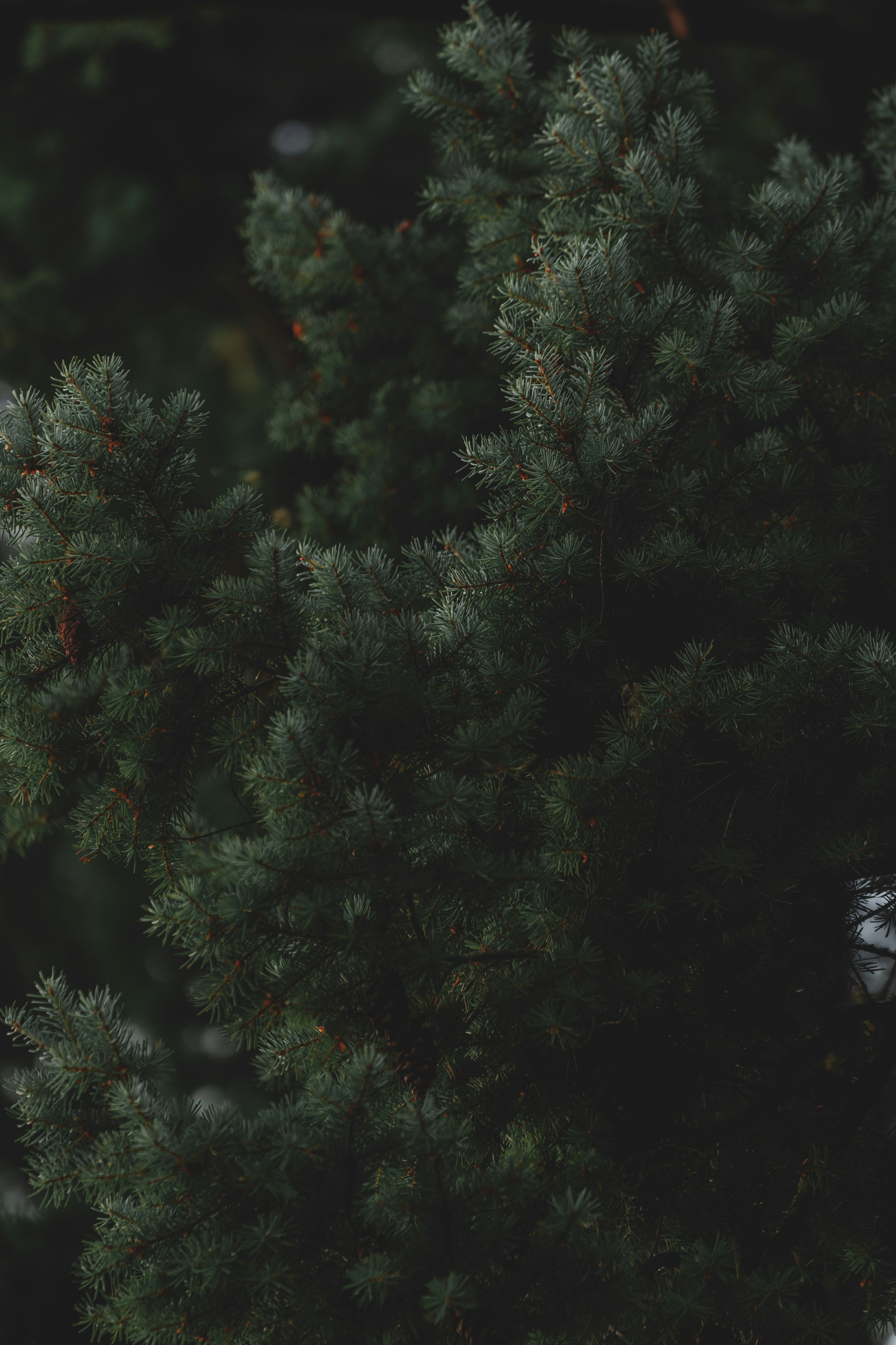 Green-leafed tree photo – Free Grey Image on Unsplash
