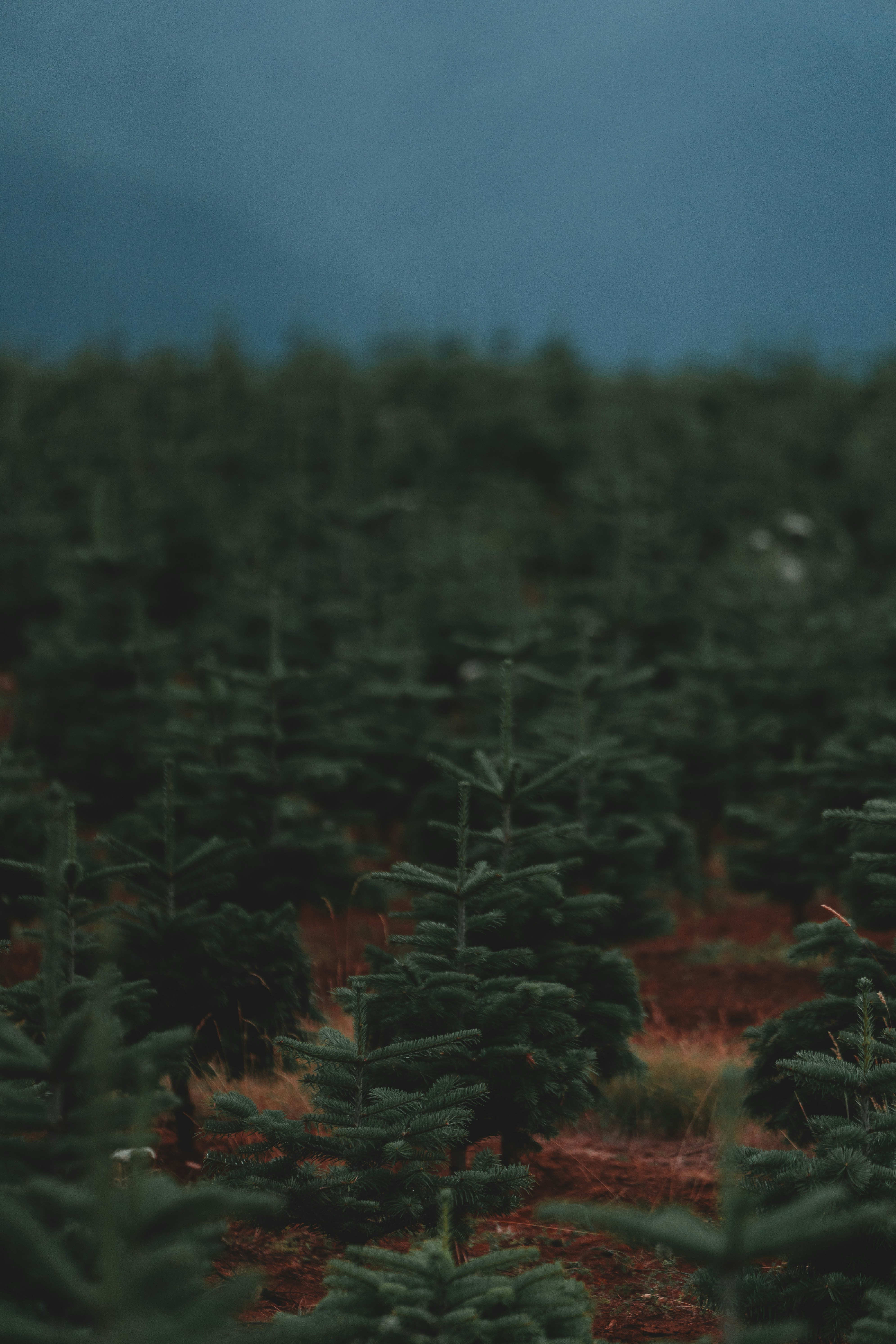 A Lone Row of Neon-Needle Trees in a Misty Field
