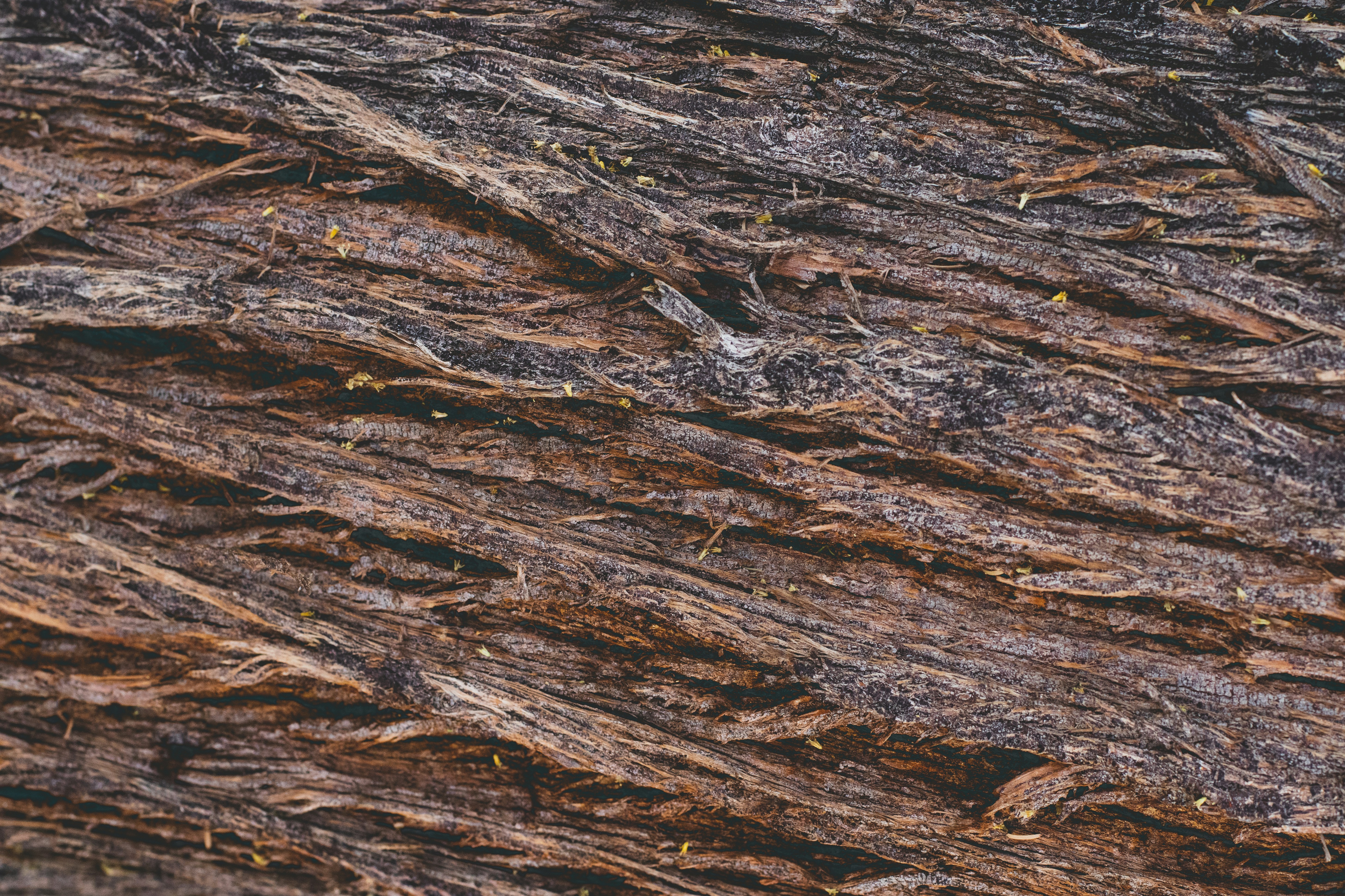 Riven Bark: Timeworn Strata on a Weathered Trunk