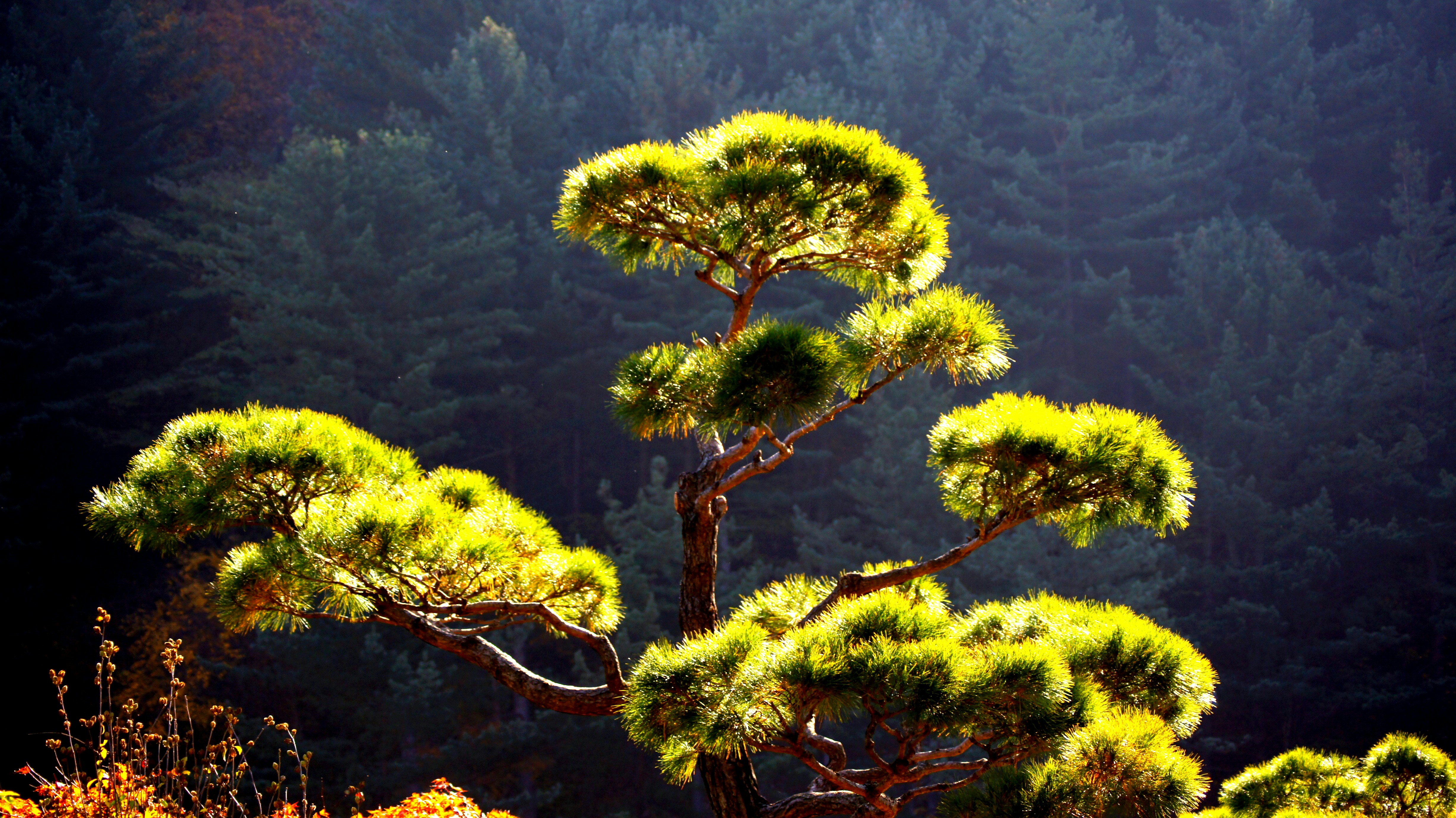 Golden Crown Rising From a Shadowed Forest