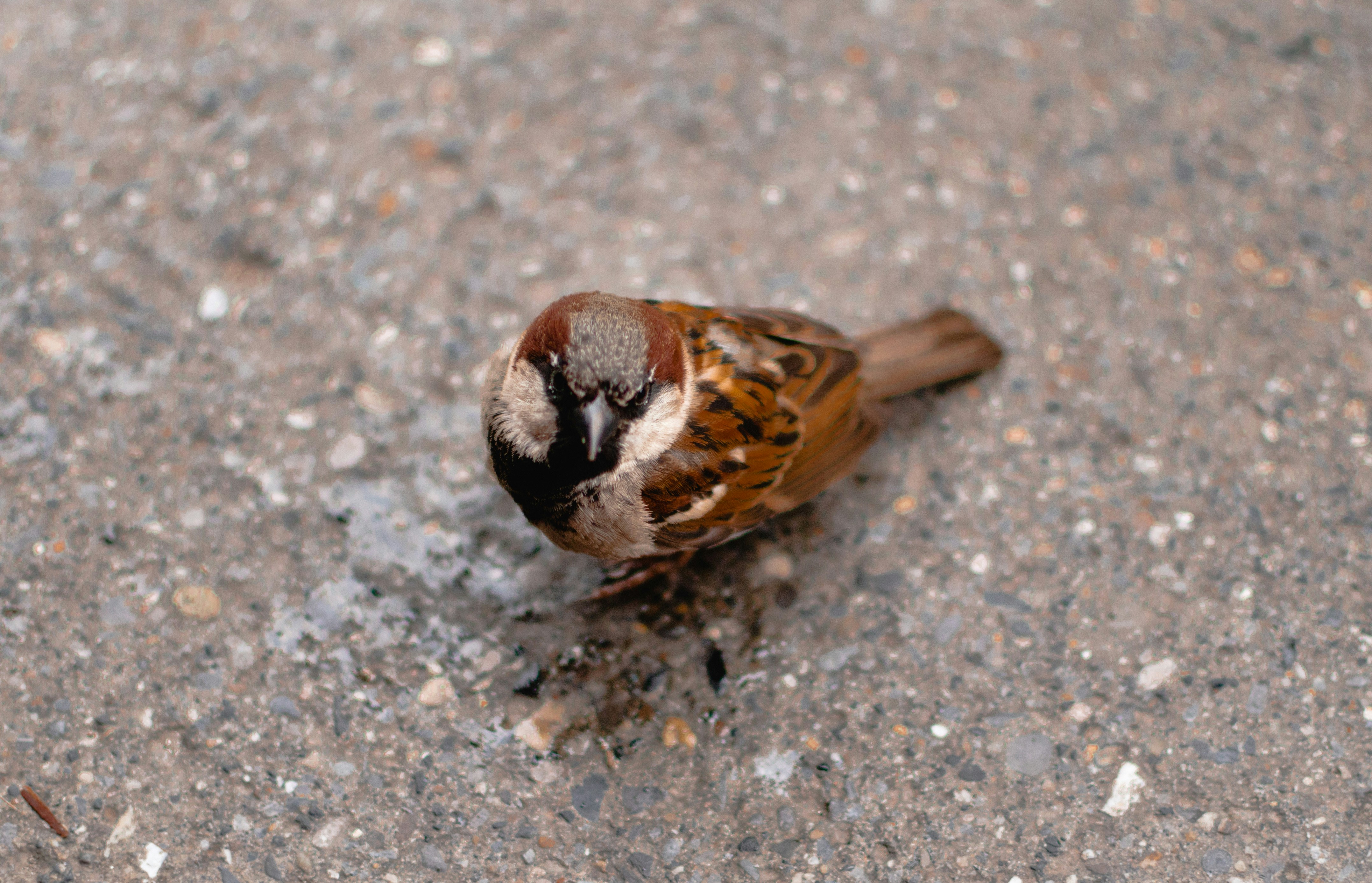 Bird photo shot on Nikon D5500