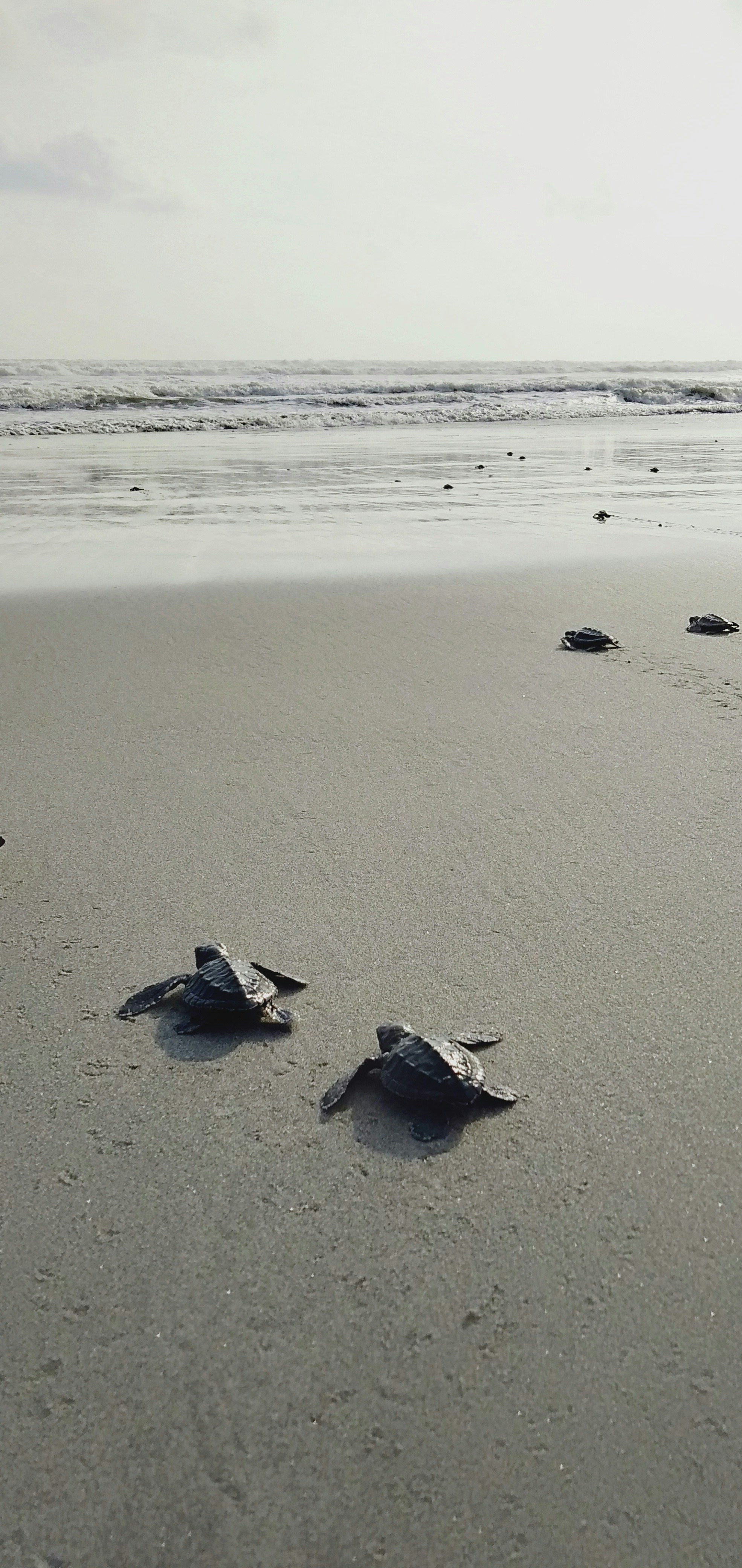 Gray turtles near seashore photo – Free Grey Image on Unsplash