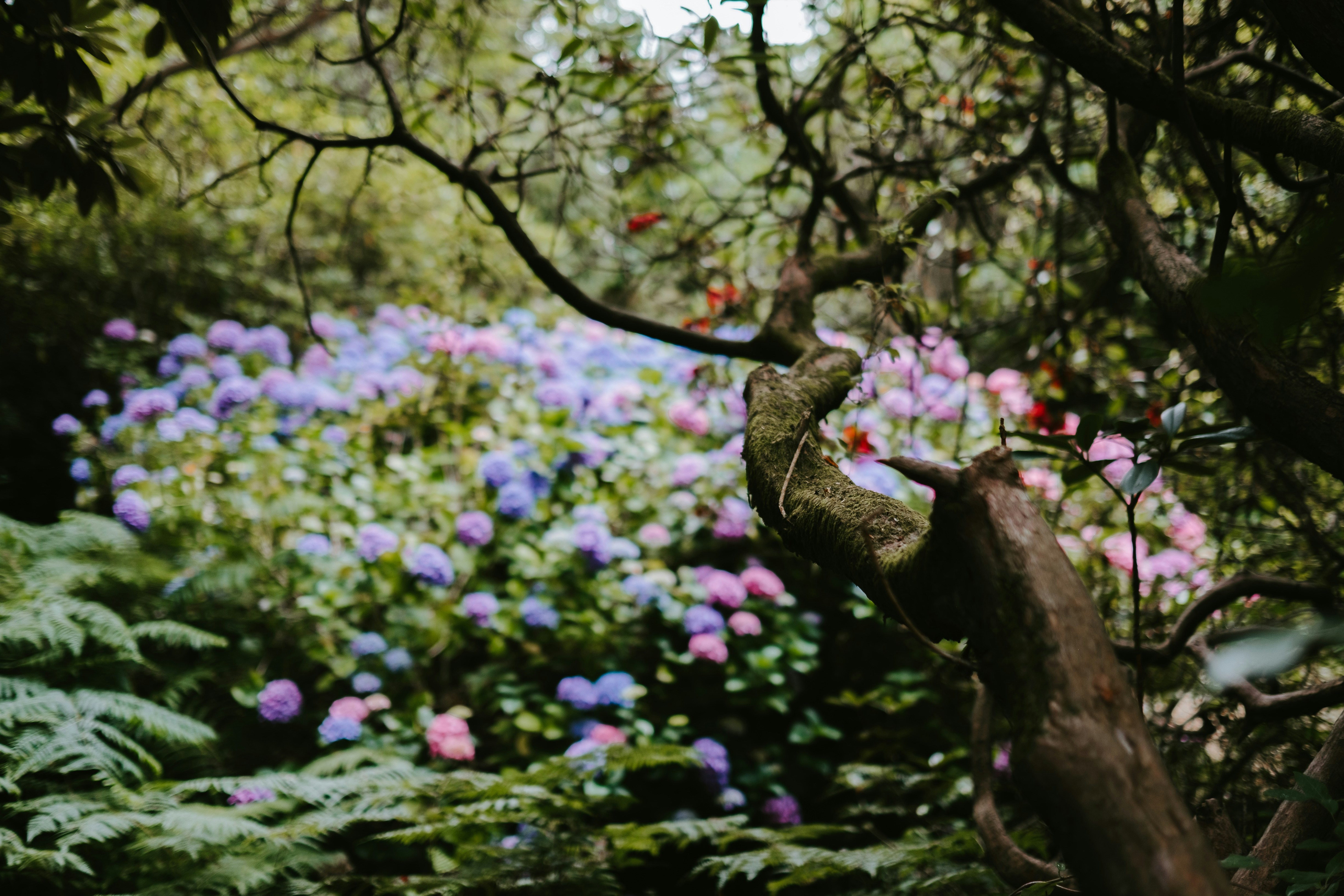 Branching Frame Over a Hydrangea Quilt in Dappled Light