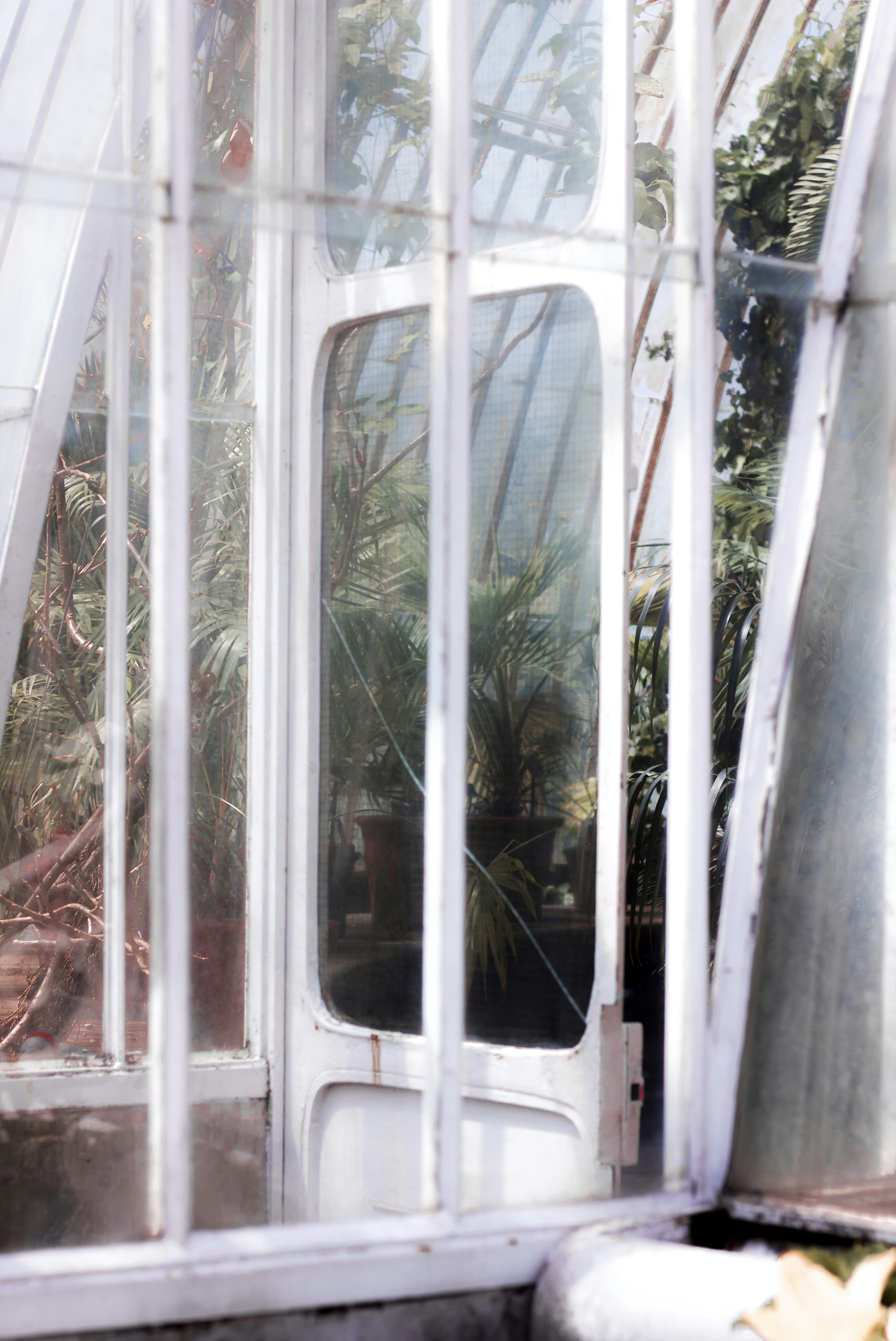 Frame Within Glass: A Conservatory Door Framing Quiet Greenery