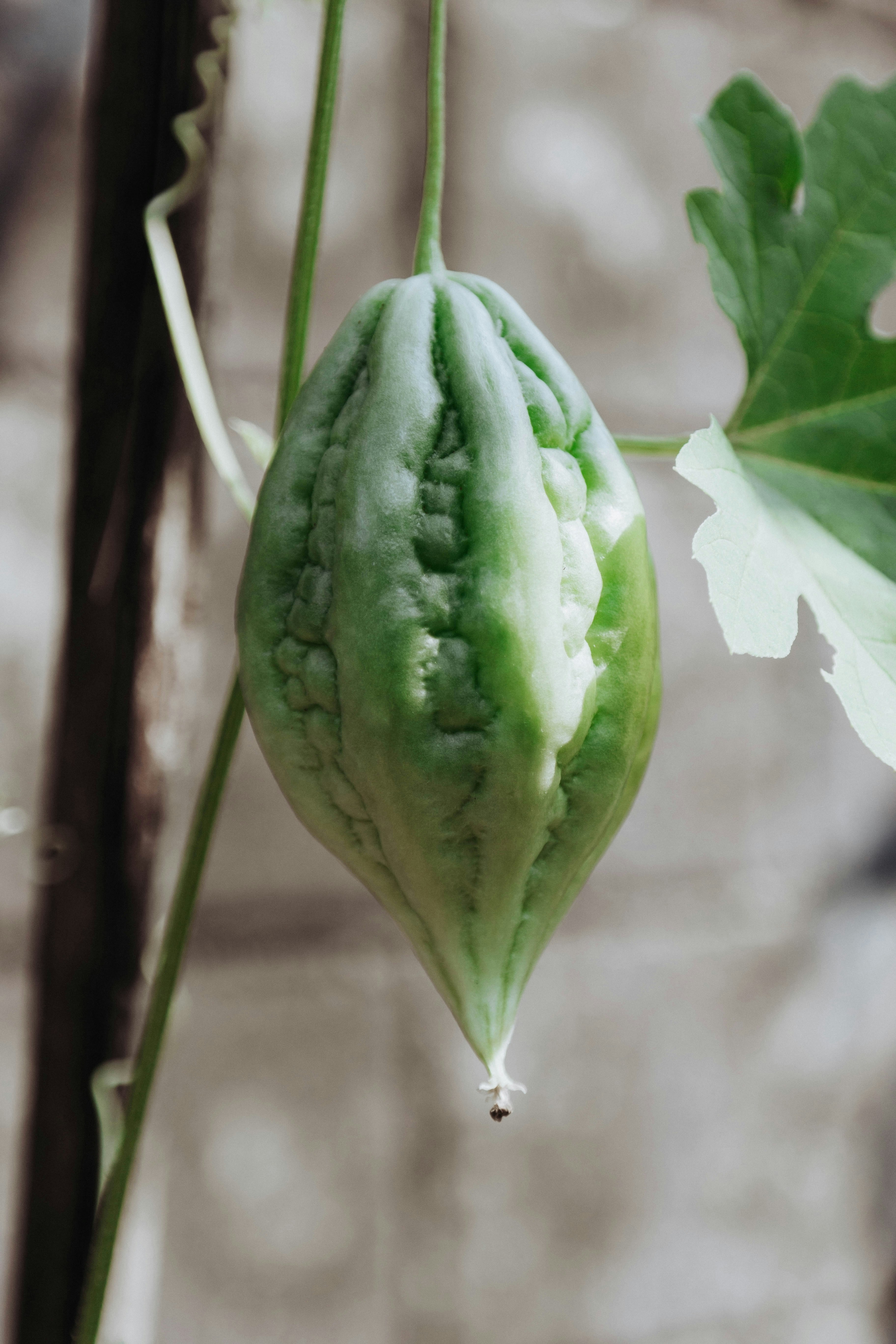 Bitter Gourd Pictures | Download Free Images on Unsplash