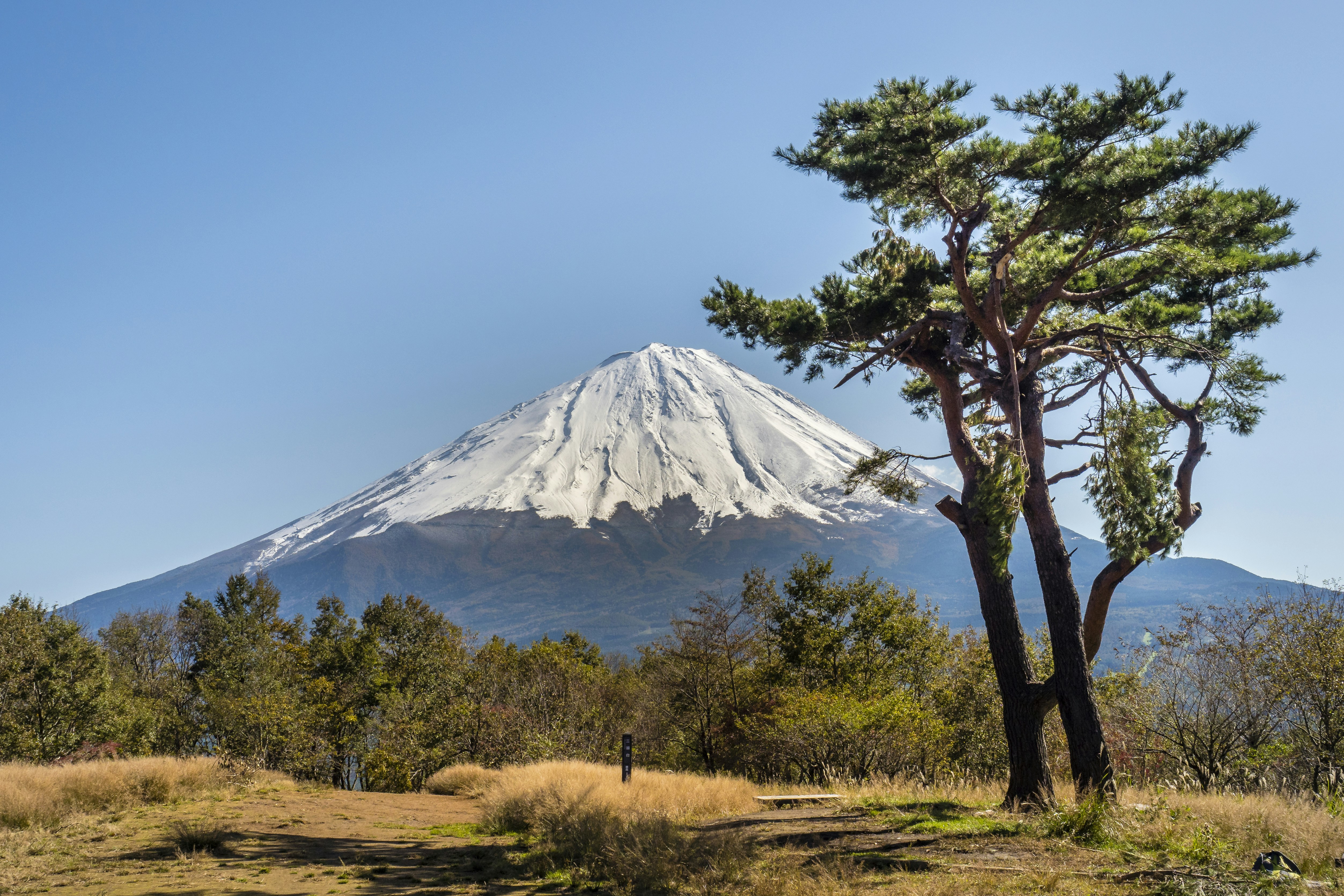 Green-leafed trees growing at the bottom of the mountain photo – Free ...