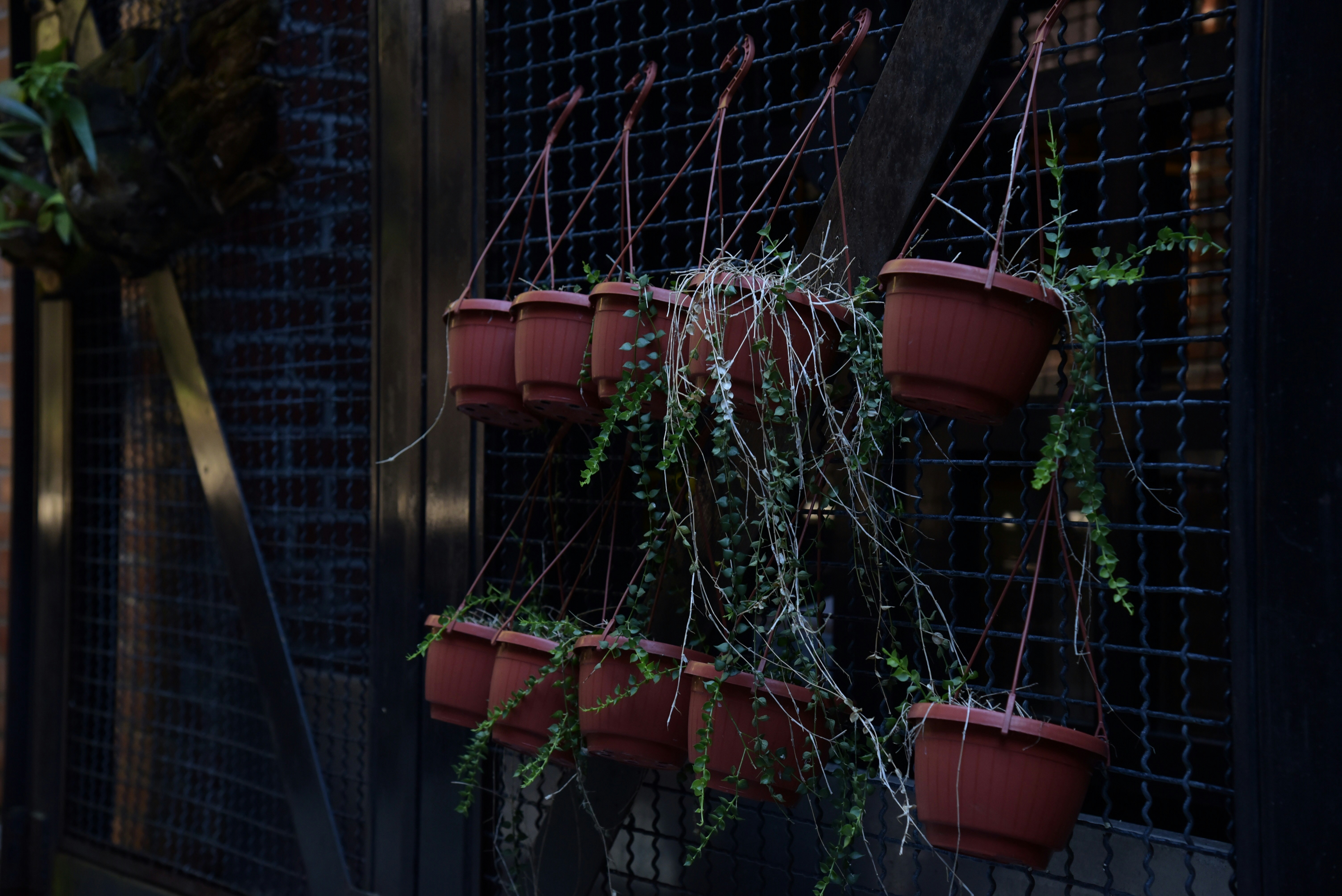 Terracotta Echoes: Pots on a Wire Fence with Weeping Vines