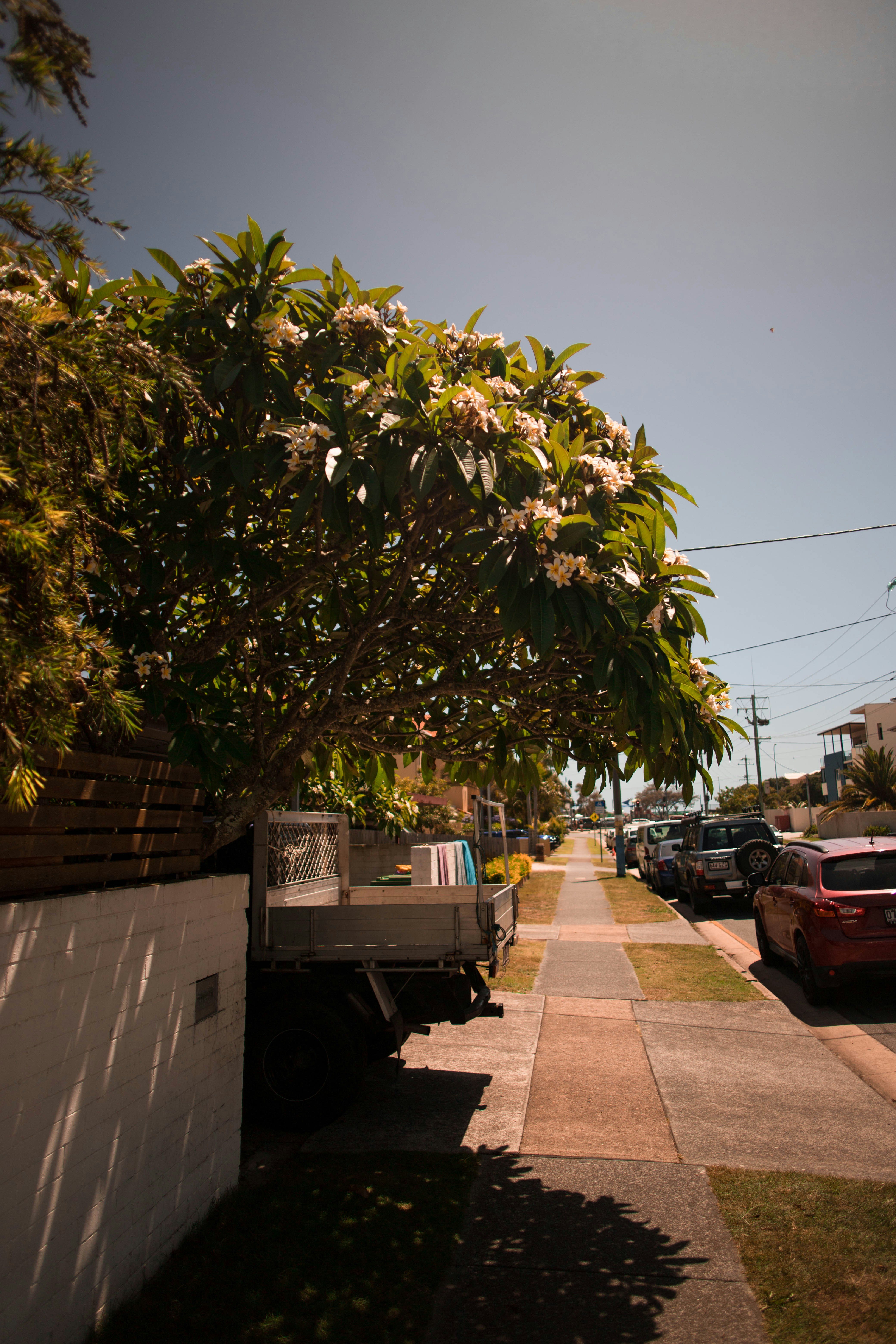 Sunlit Canopy: White Blossoms Framing a Quiet Suburban Street