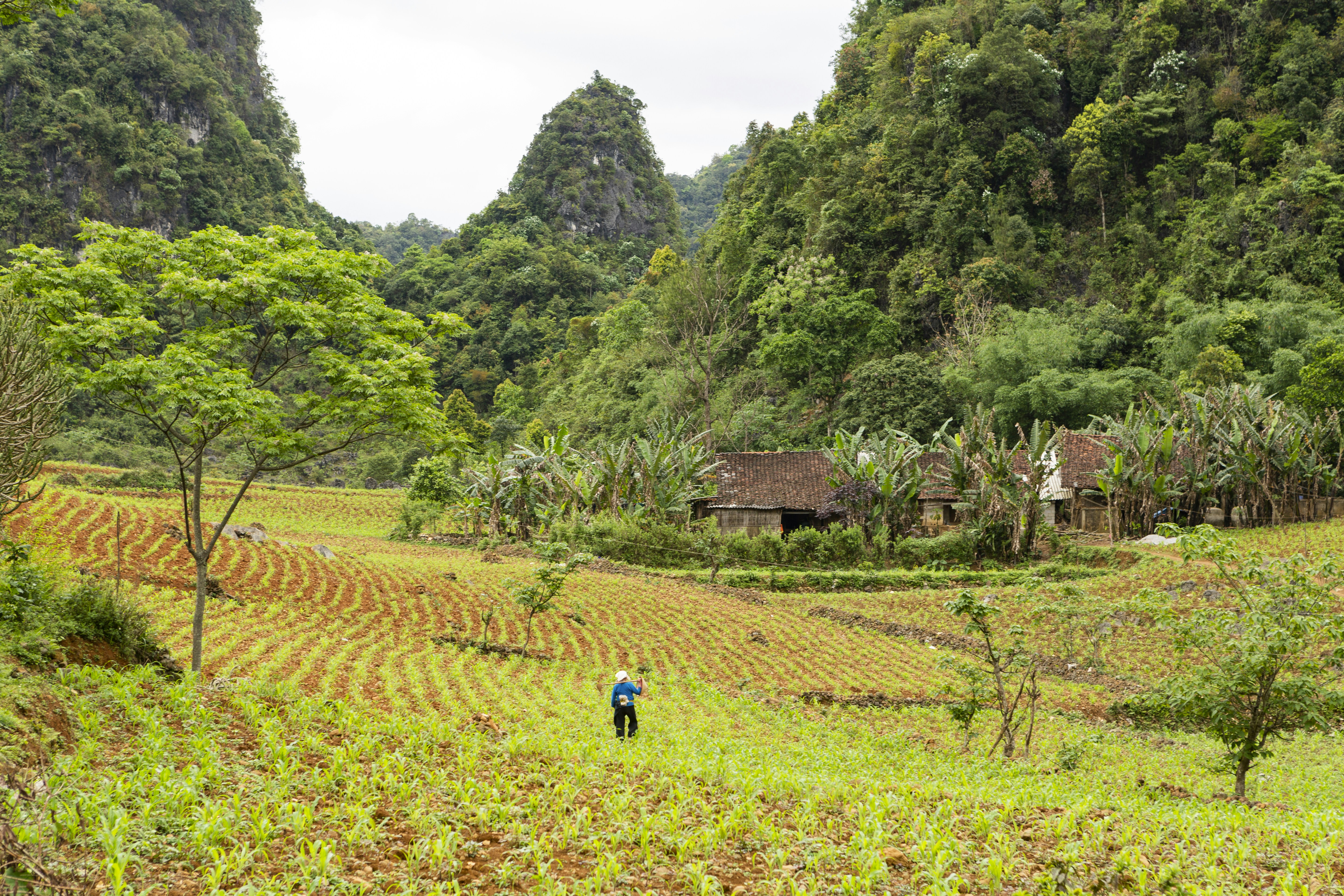Person walking through lush green fields surrounded by towering hills and scattered trees.