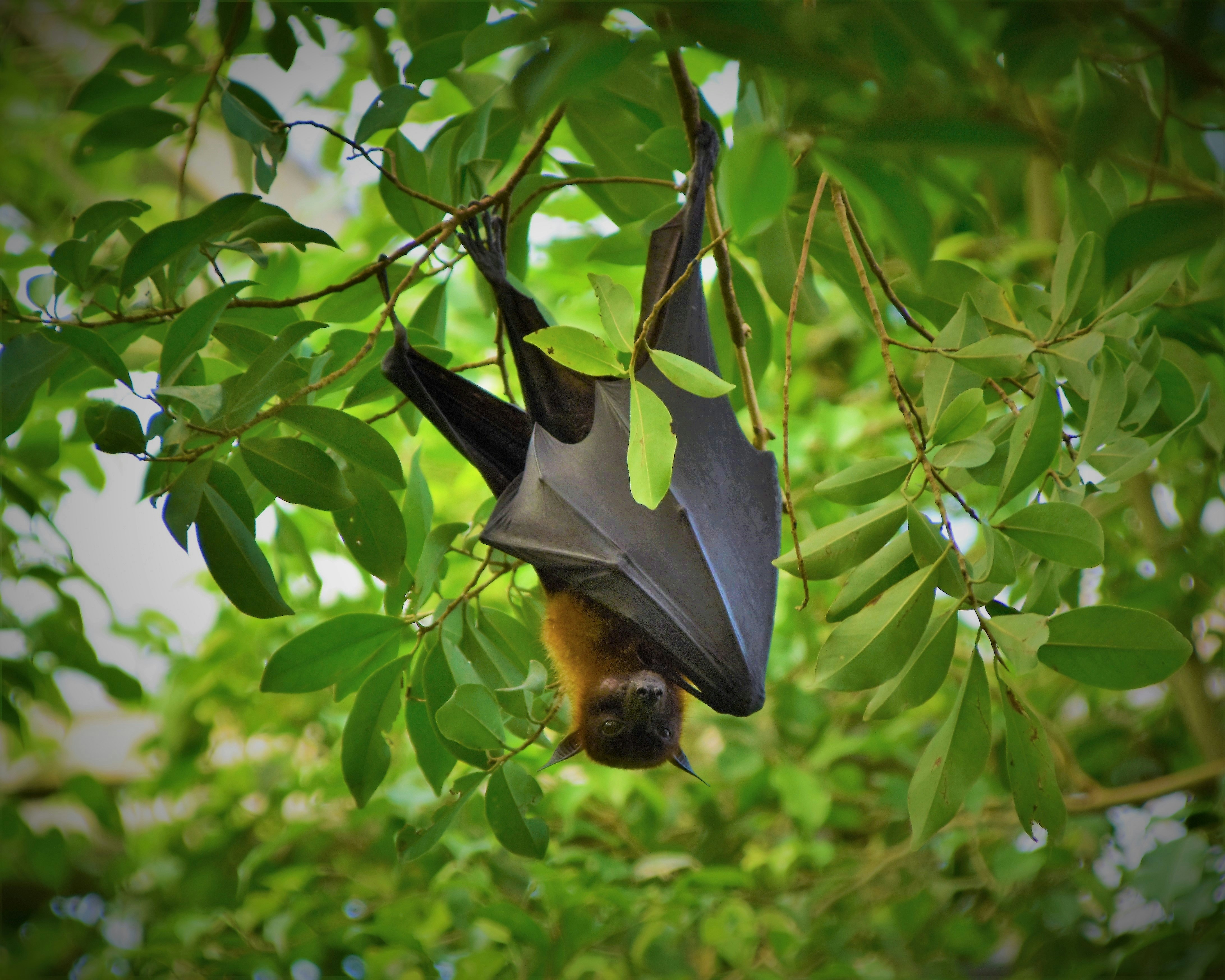 Fruit bat hanging upside down from tree branches surrounded by lush green leaves.