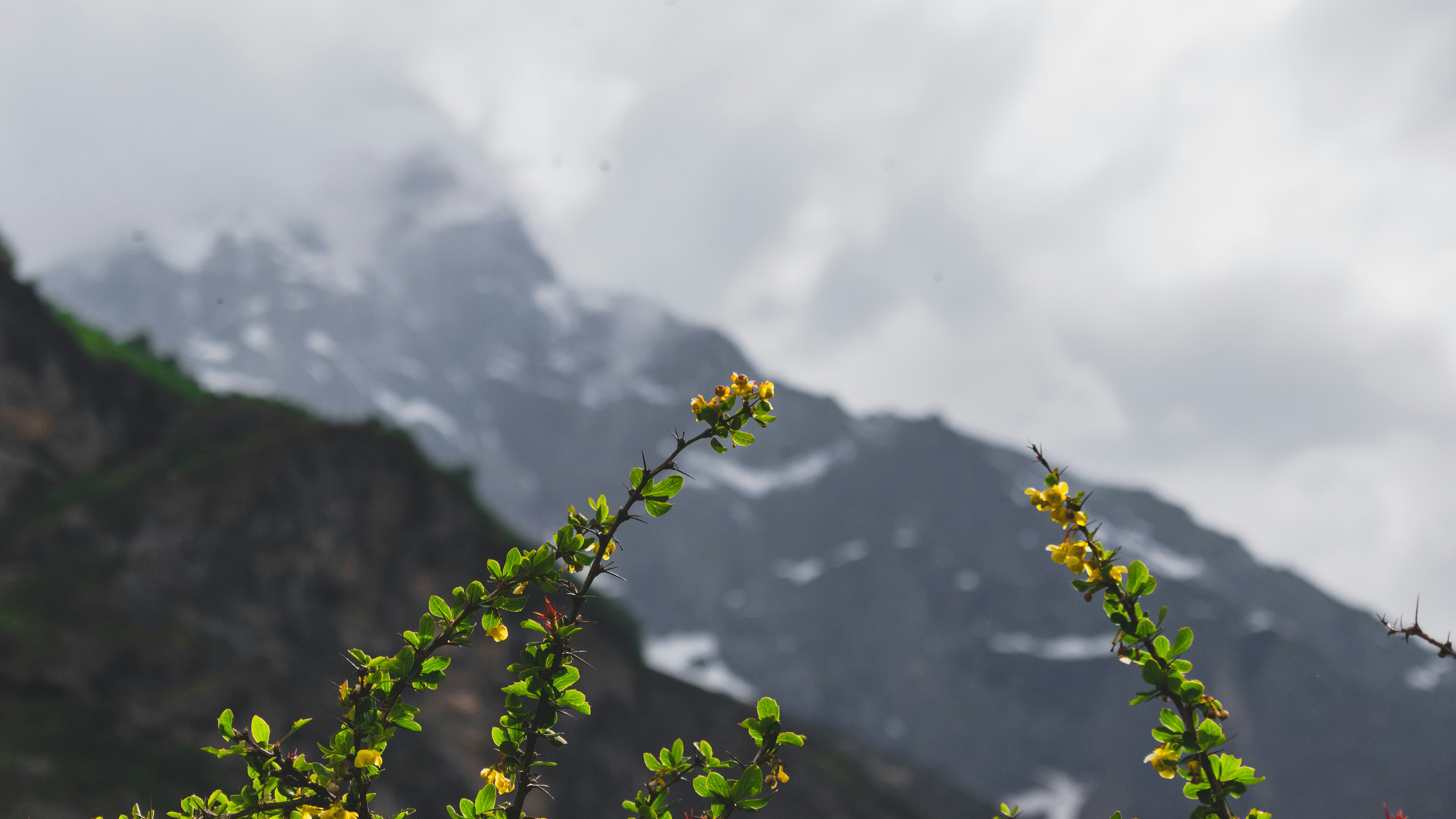 Alpine Yellow Blooms Framing a Cloud-Washed Ridge