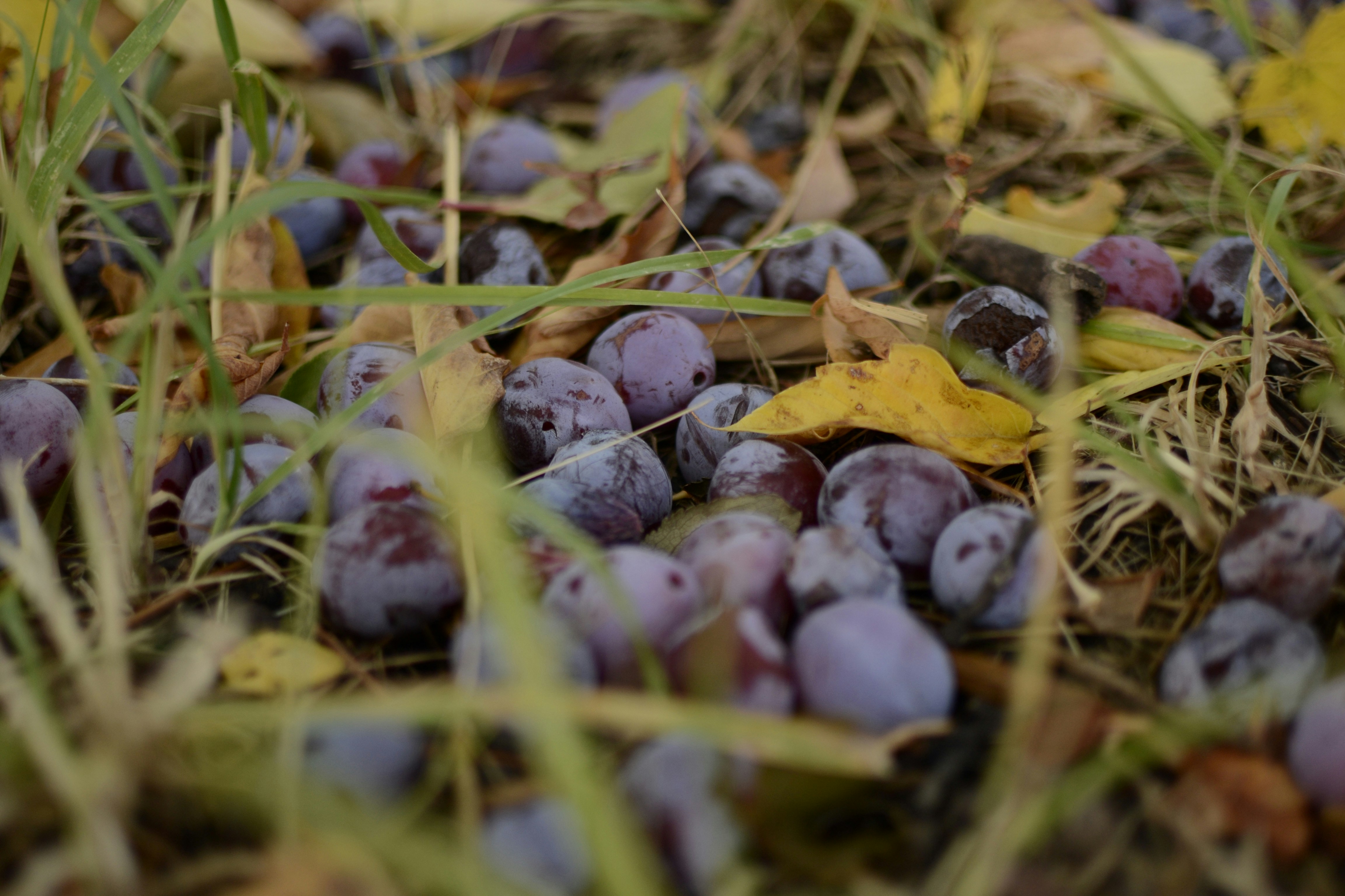 A bunch of grapes that are laying on the ground photo – Free Grey Image ...