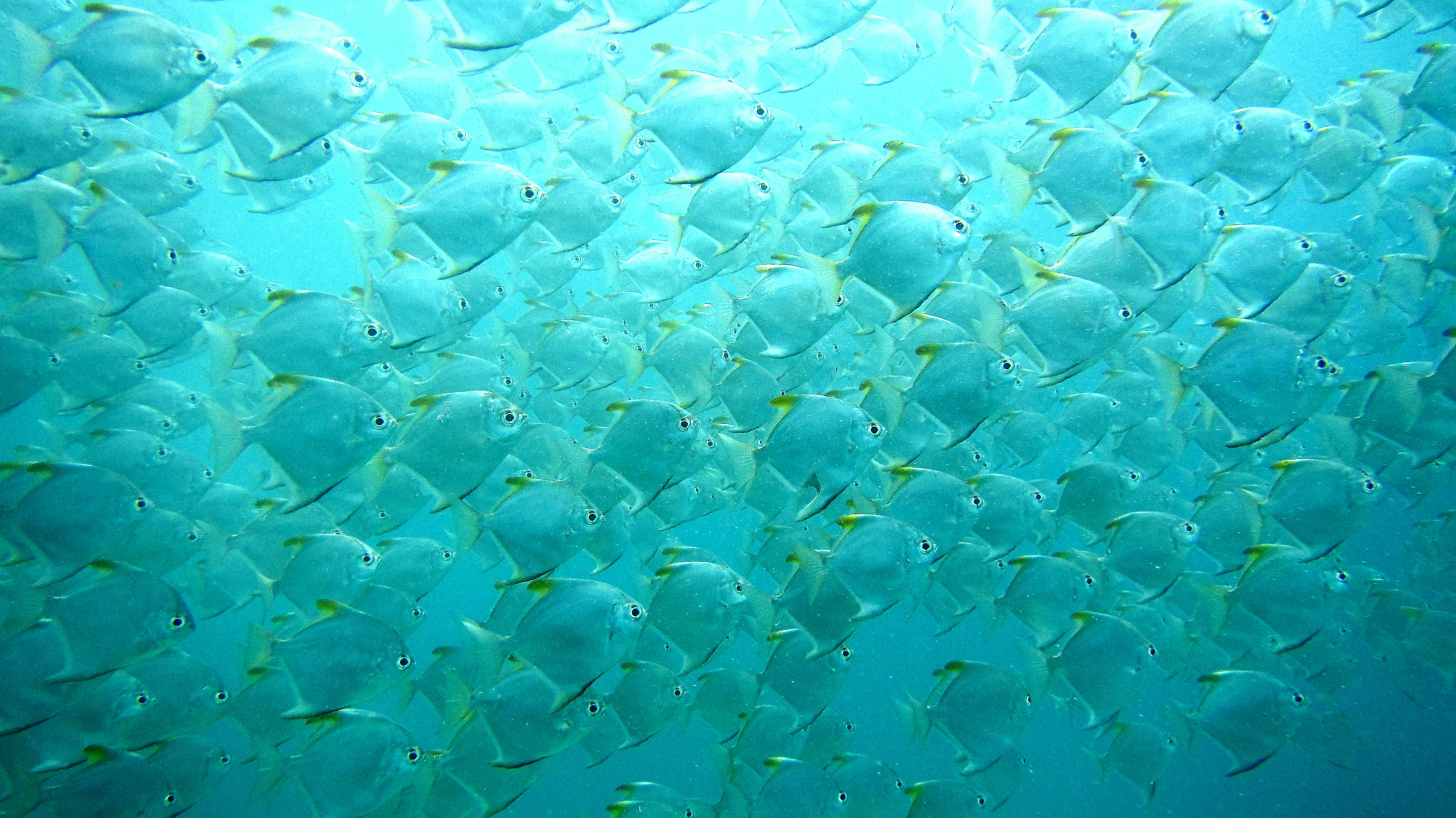 School of silver fish swimming in a vibrant underwater scene, showcasing their natural behavior in a clear blue ocean environment.