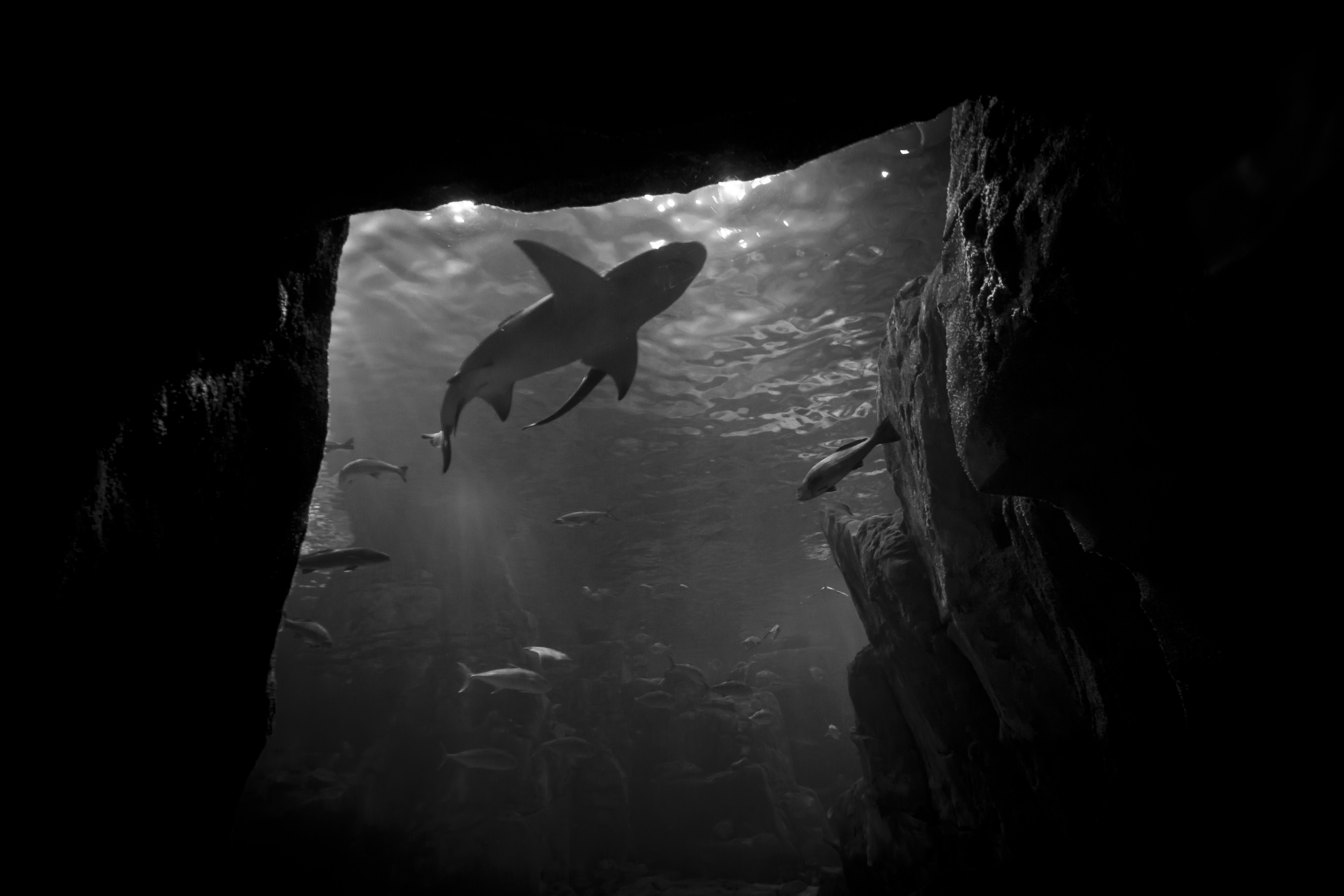 Silhouetted Giants: Sharks drift through a sunlit underwater cavern