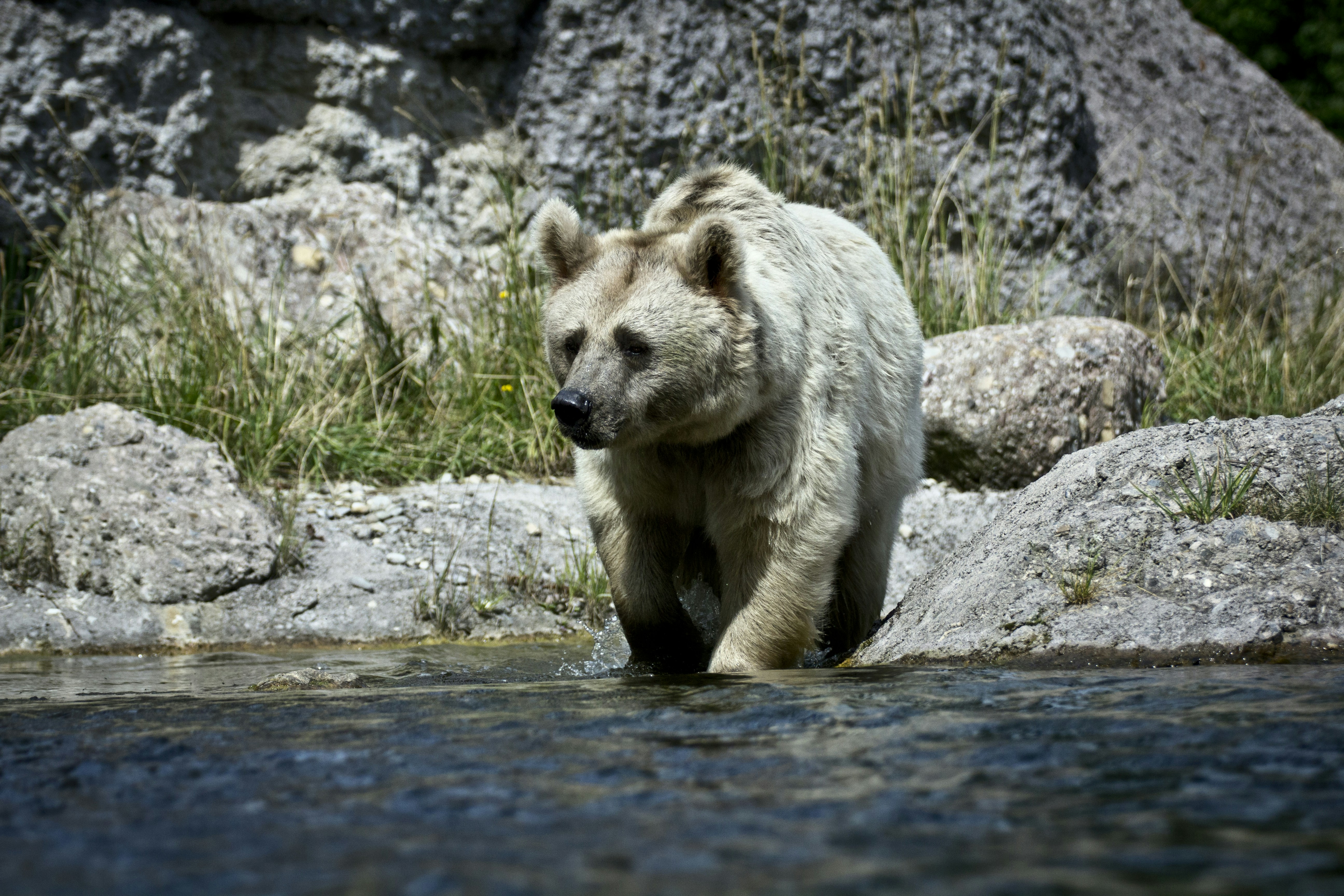 River-Wading Bear Among Granite and Reflections