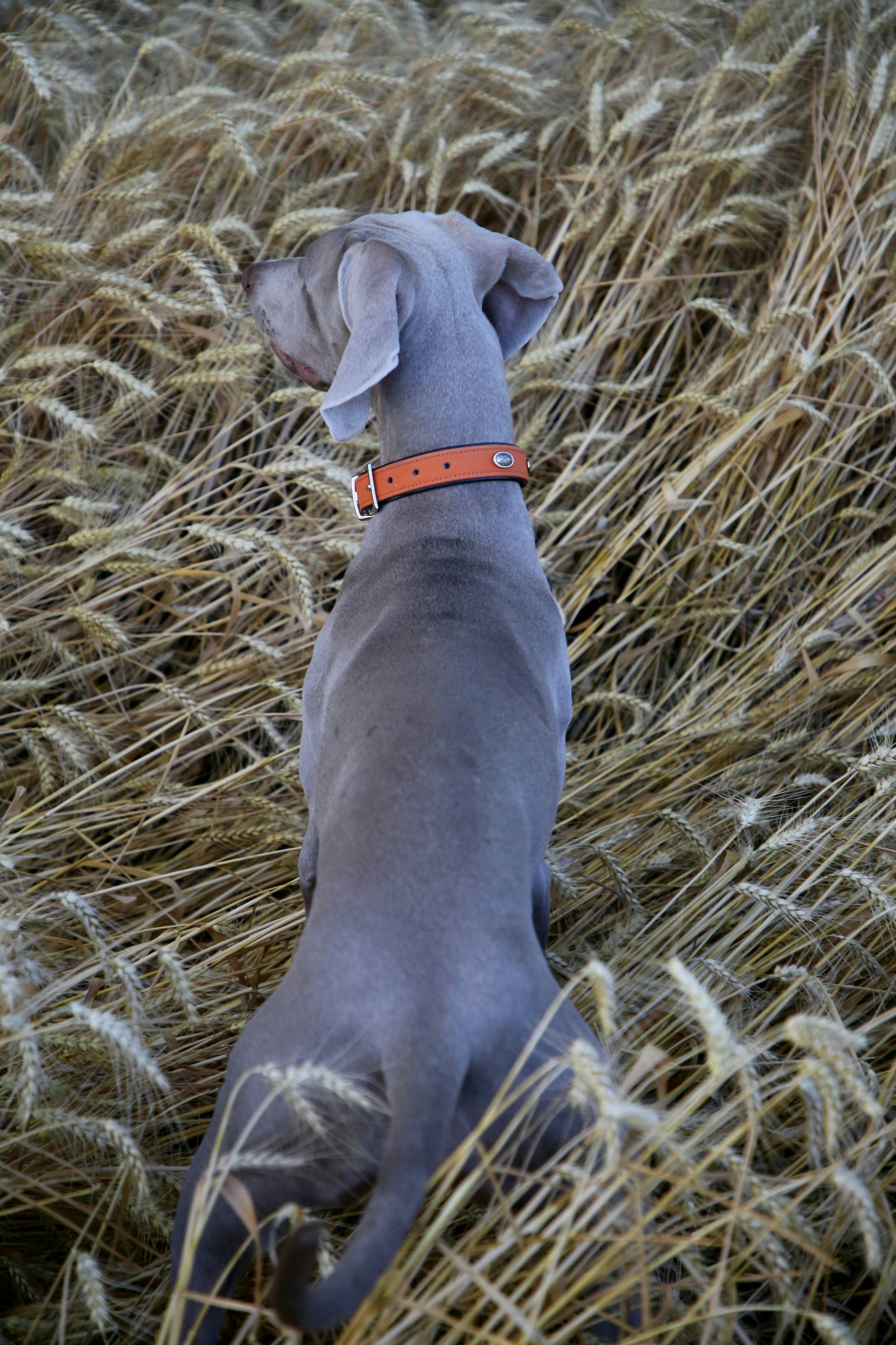 Greyhound in an Amber Wheat Field, Gazing Toward the Distance