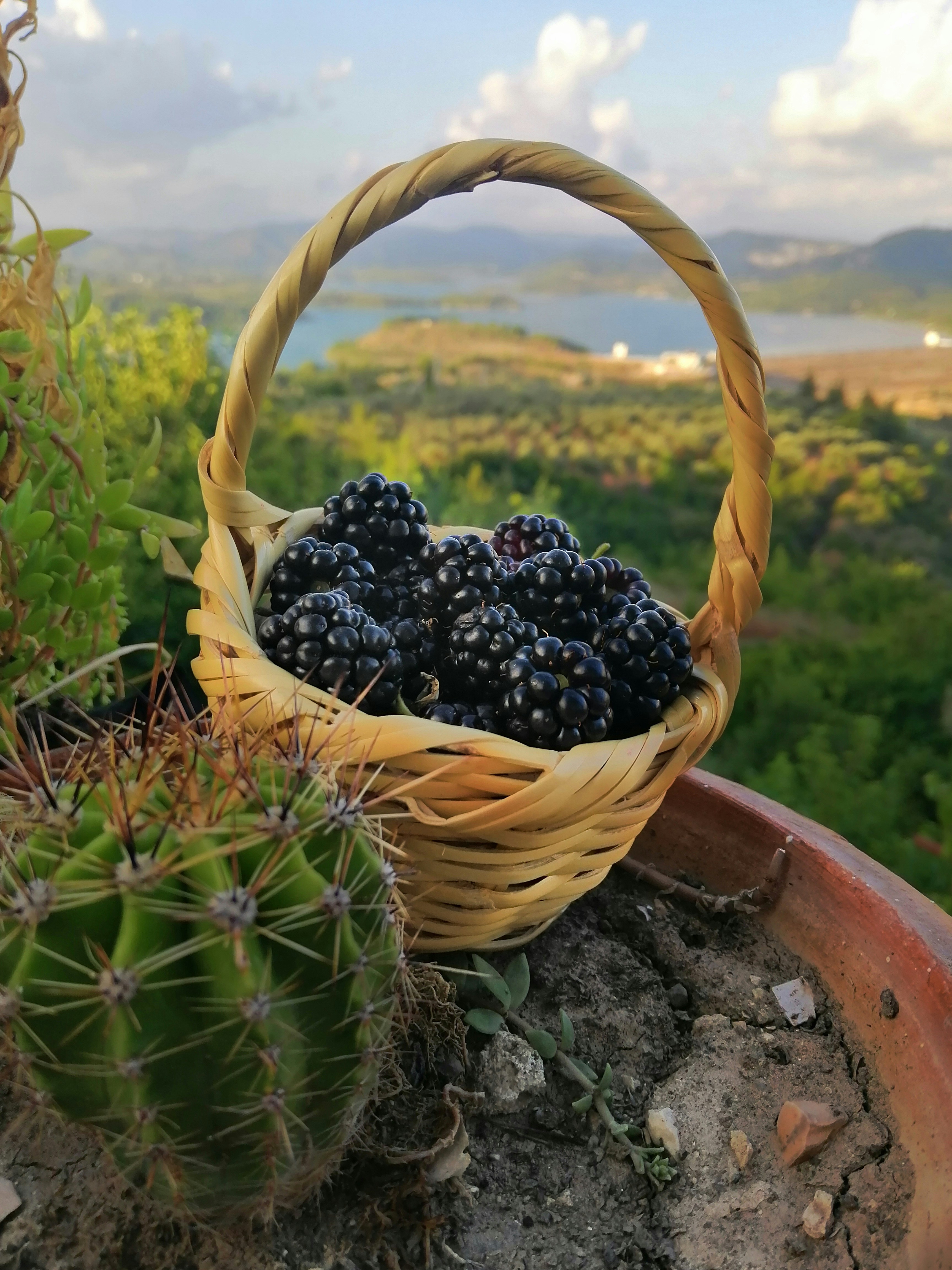 A basket of dark blackberries sits on a terracotta edge with a cactus in the foreground, against a sunlit vineyard landscape.