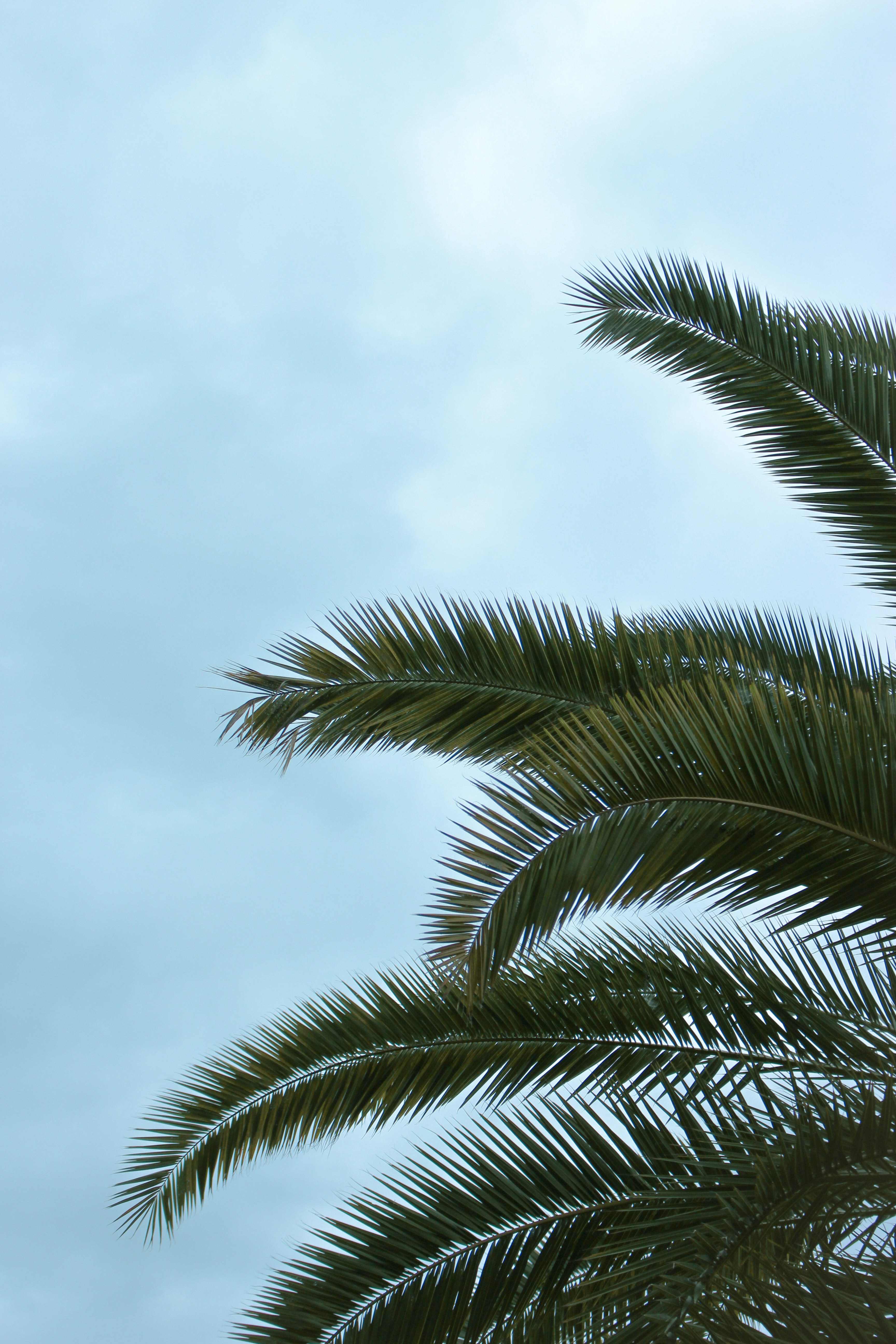 Lush palm fronds sway gently against a cloudy sky, evoking a sense of tranquility and warmth.