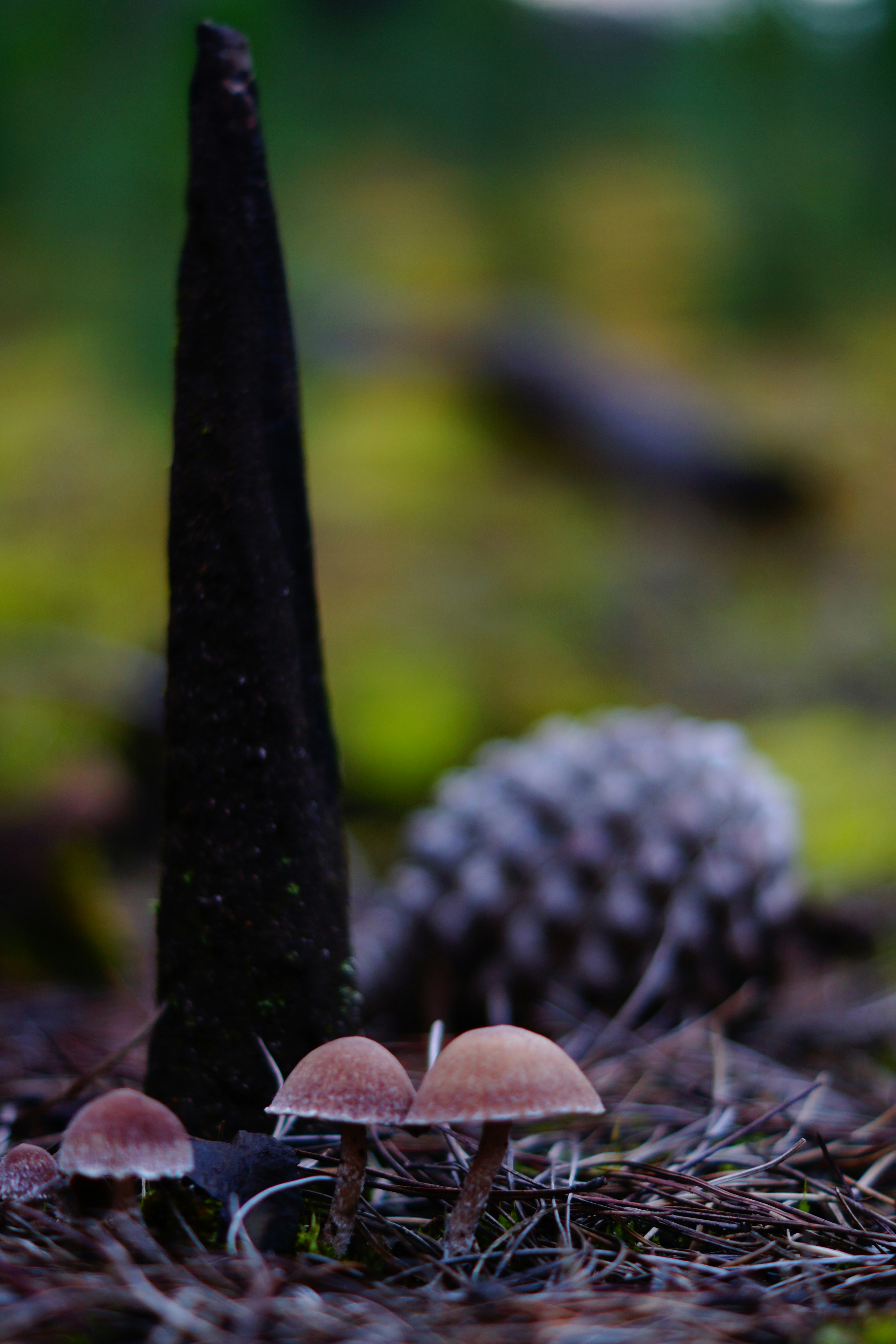 Mushroom tableau at the forest floor, with a dark spear-like stalk in the background