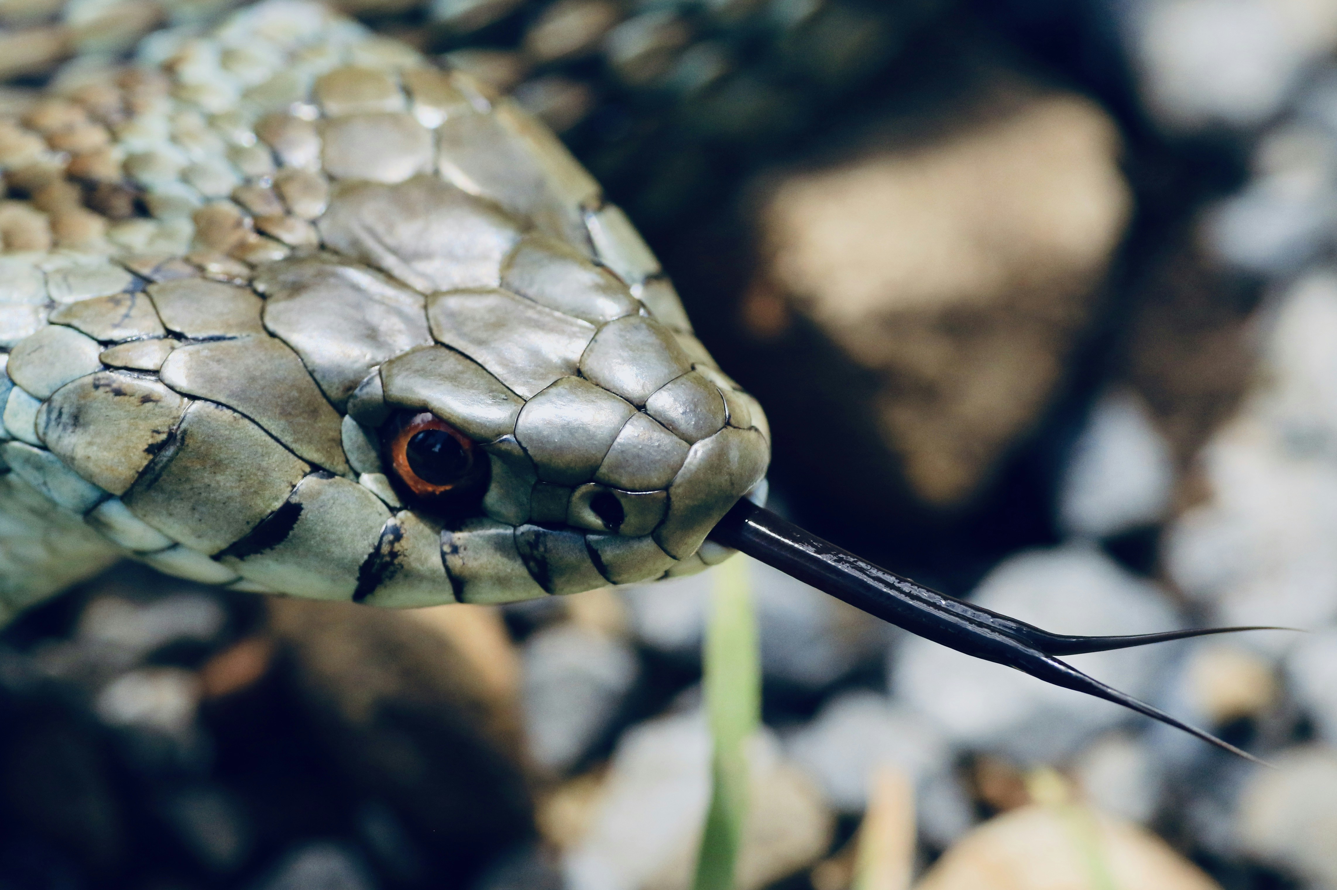 Grit and Gaze: close-up of a snake's head with a flicked tongue among pebbles