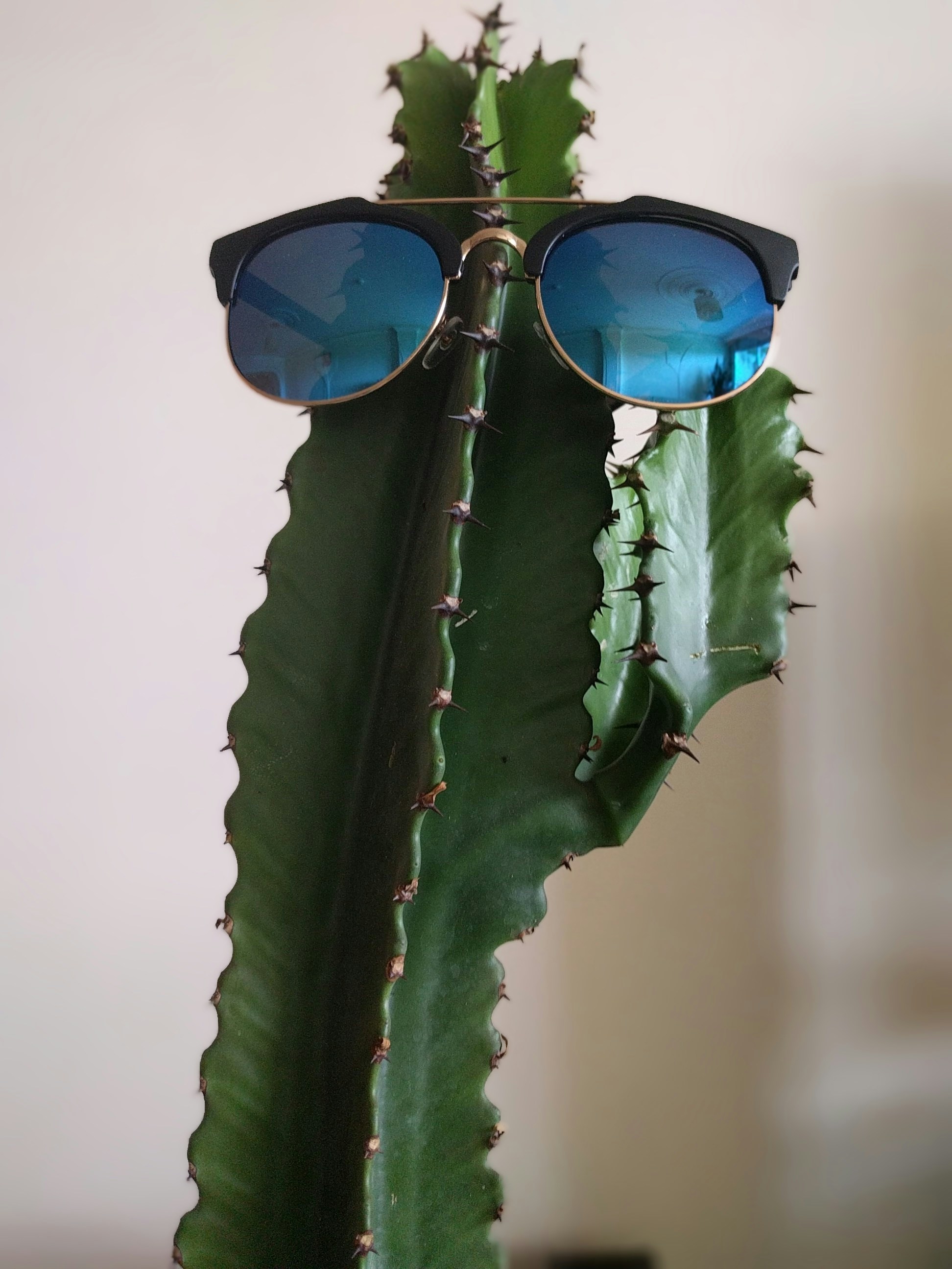 A vibrant cactus adorned with stylish sunglasses, blending nature and contemporary fashion elements.