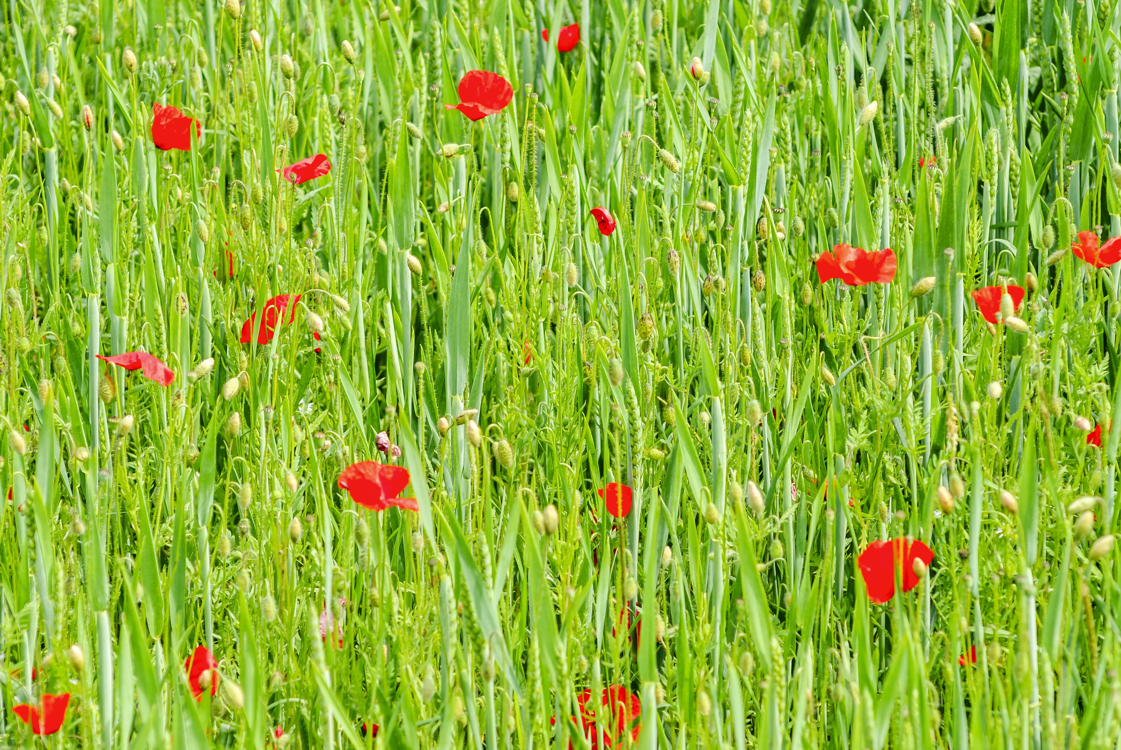A group of red cups sitting on top of a white structure photo – Free ...