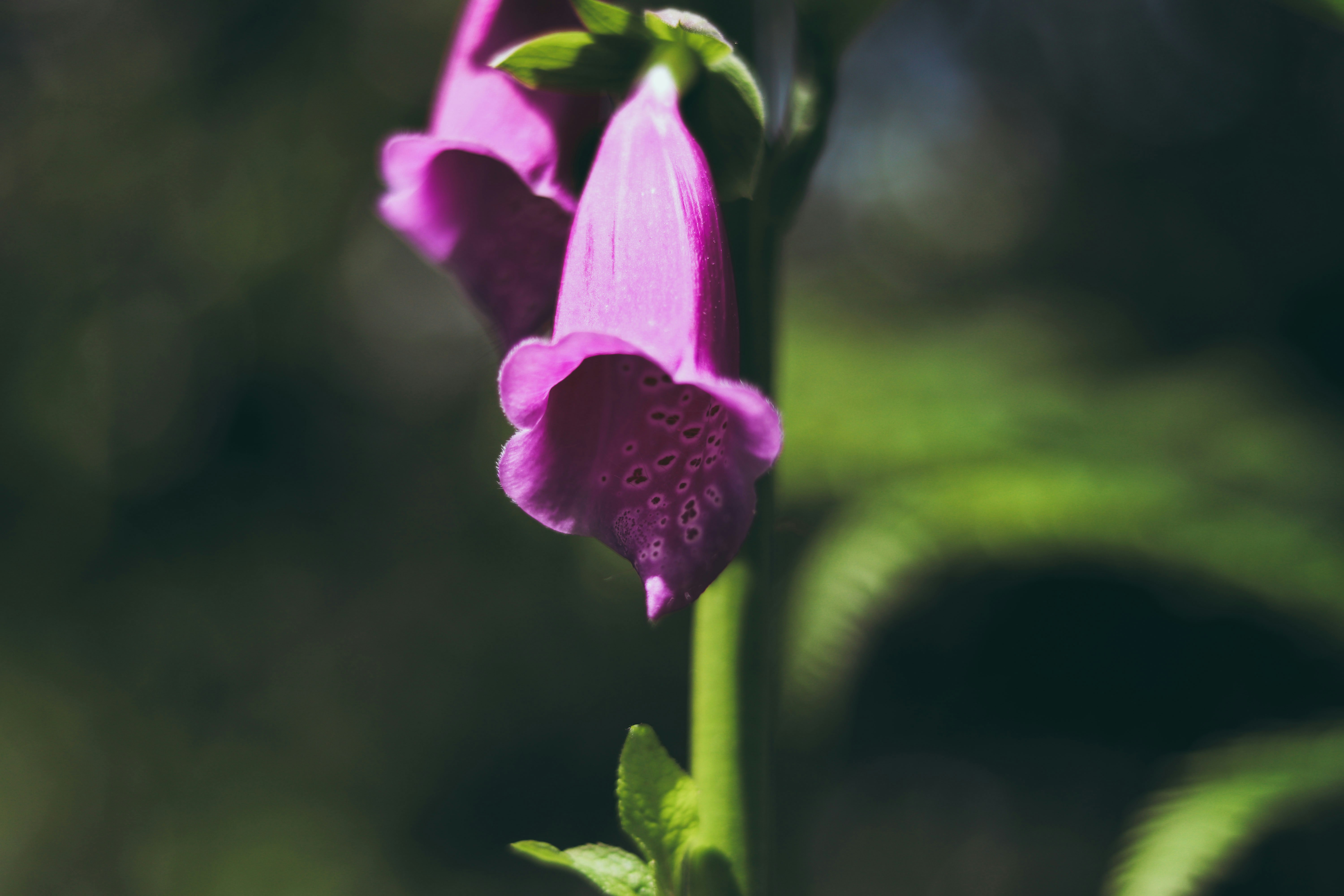 Delicate purple foxglove flowers hanging gracefully against a blurred green backdrop.