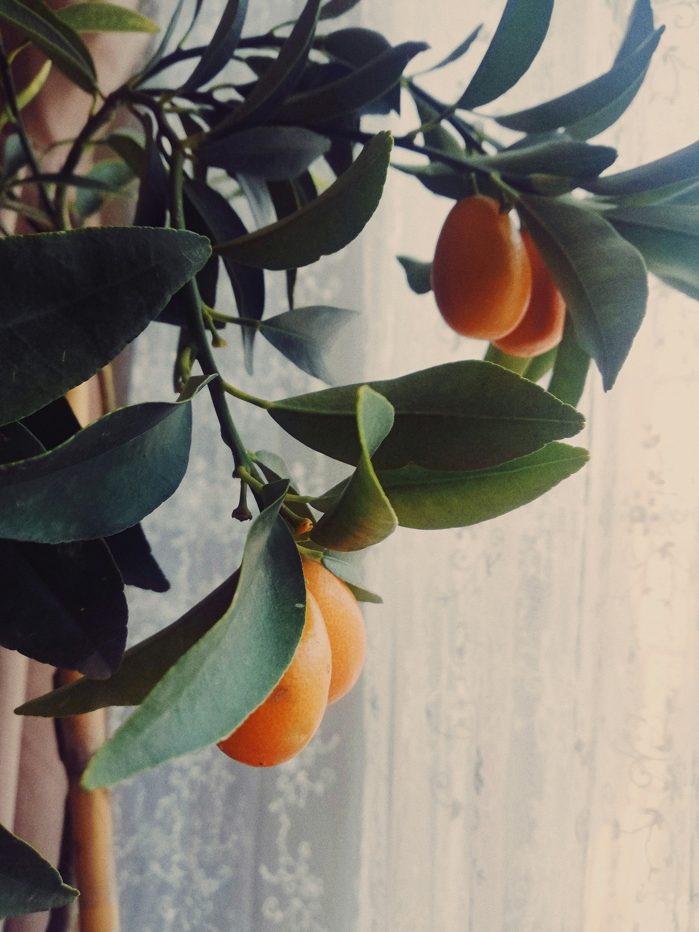 Close-up of vibrant orange fruits nestled among lush green leaves, set against a softly patterned backdrop.