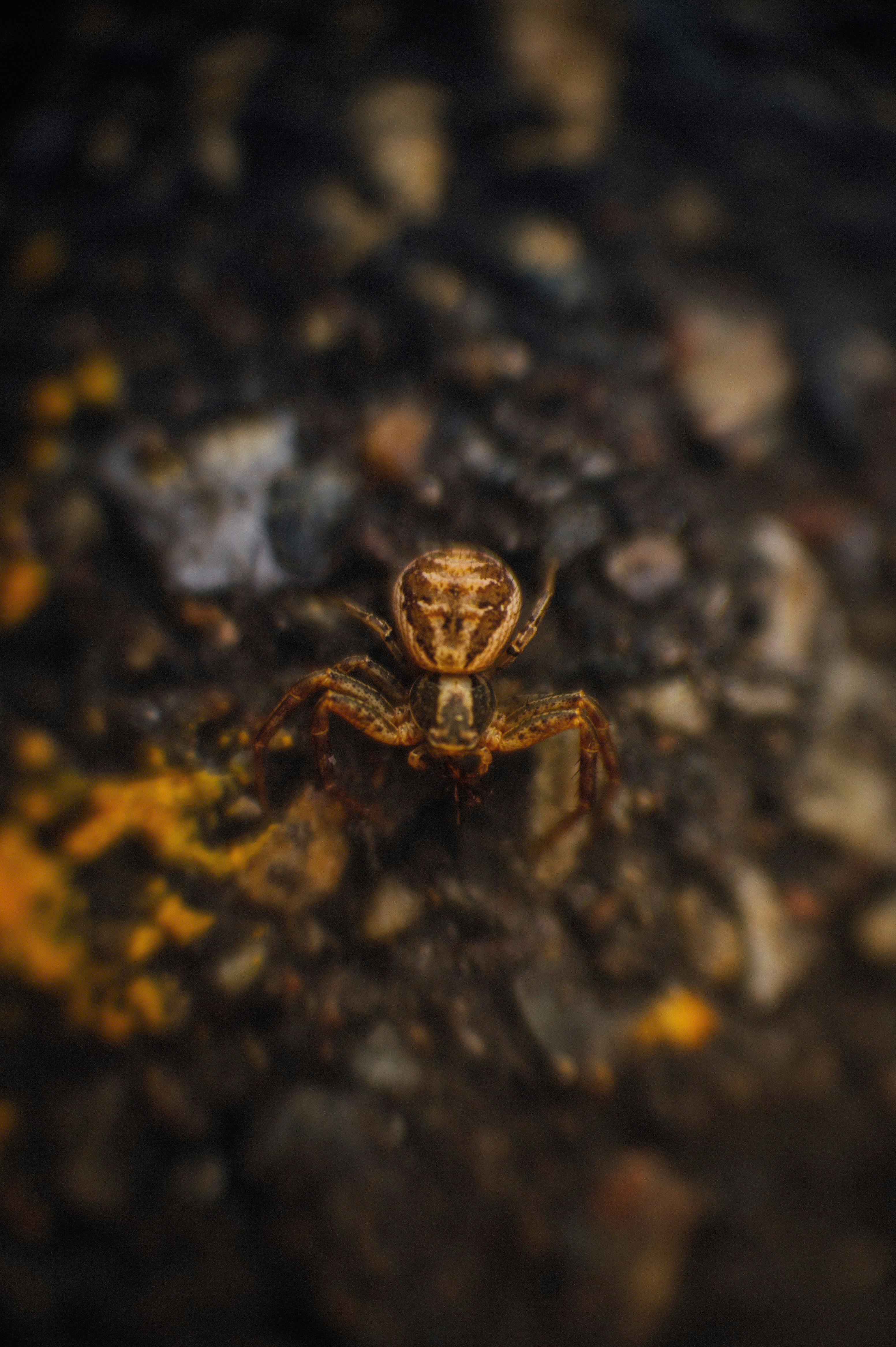 Stripes in Focus: A lone jumping spider on weathered ground