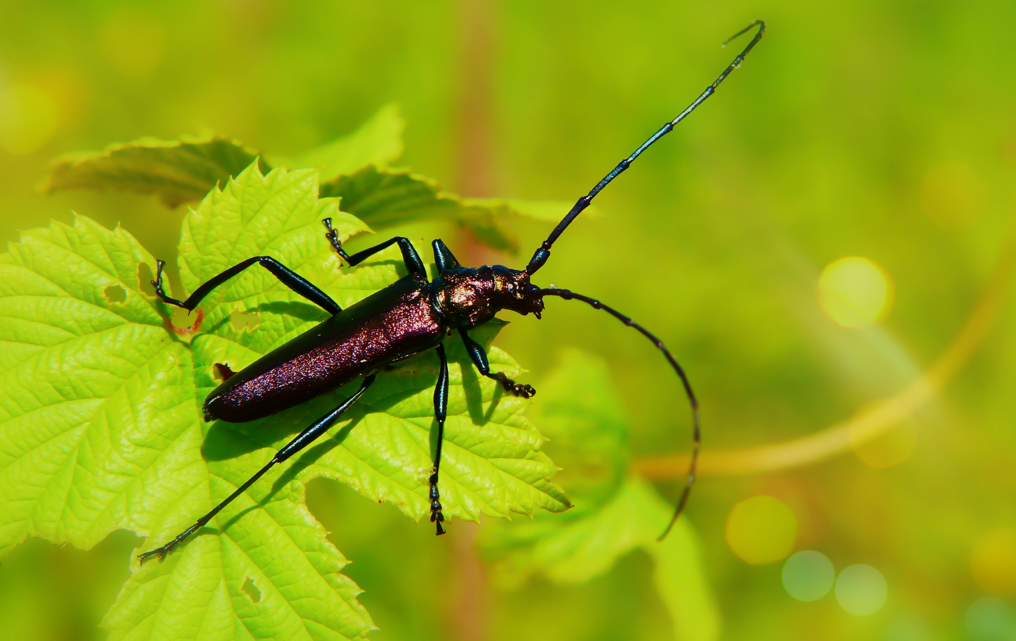 Inseto voador marrom foto – Imagem grátis sobre Animal na Unsplash