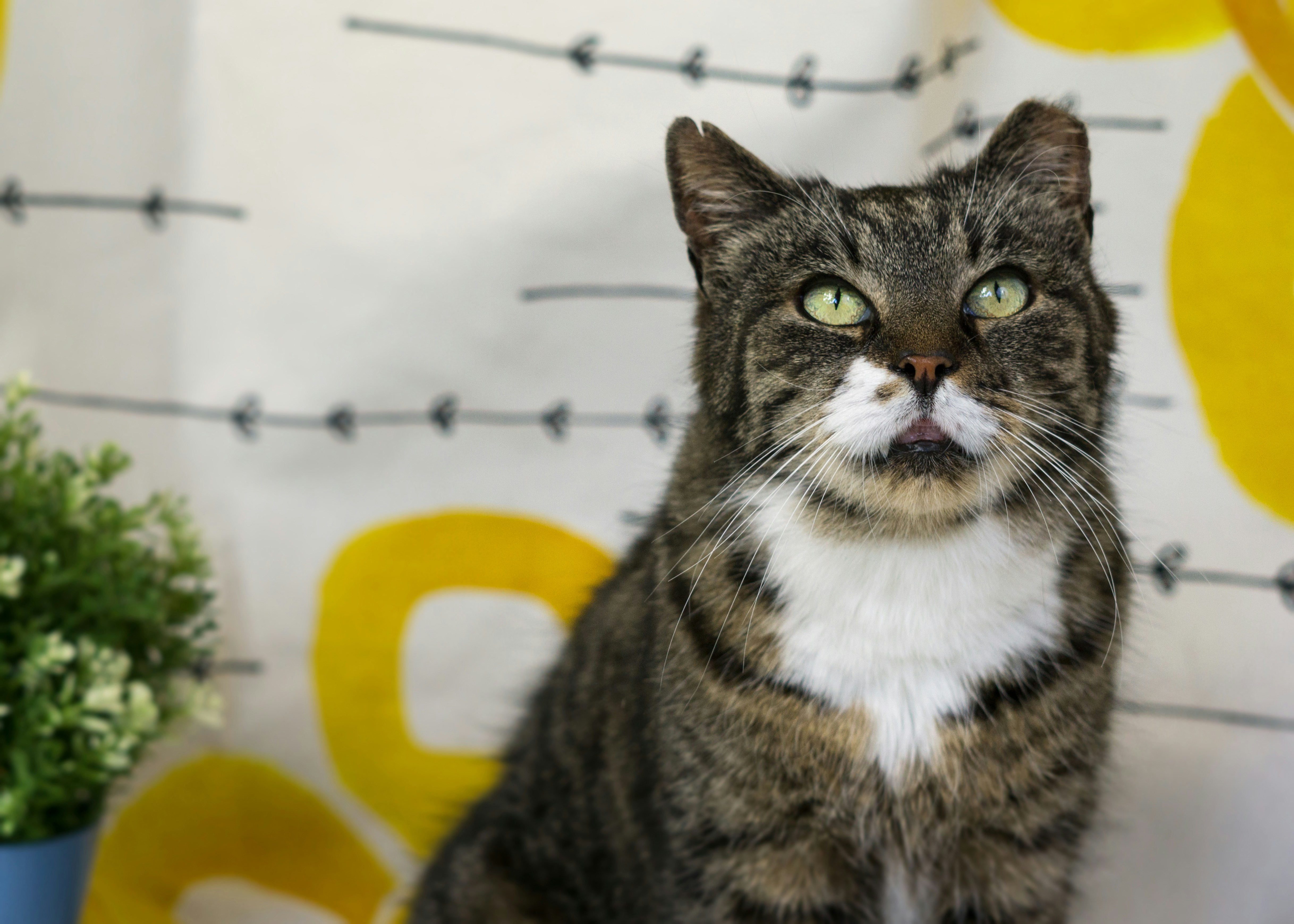 Cross-eyed Confidence: A Cat Against a Bright Backdrop