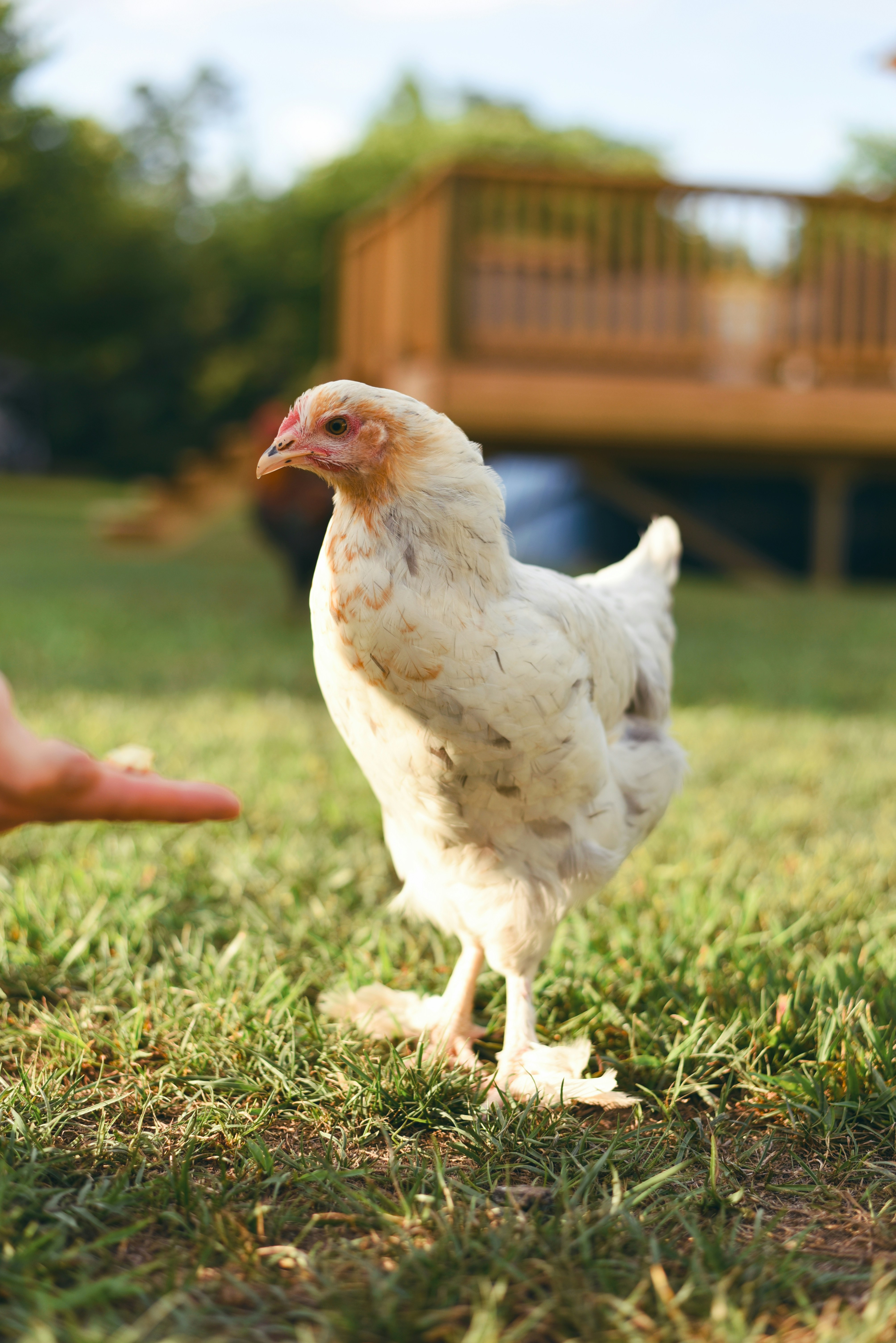 White chicken approaching an outstretched hand in a grassy yard with a wooden deck in the background.
