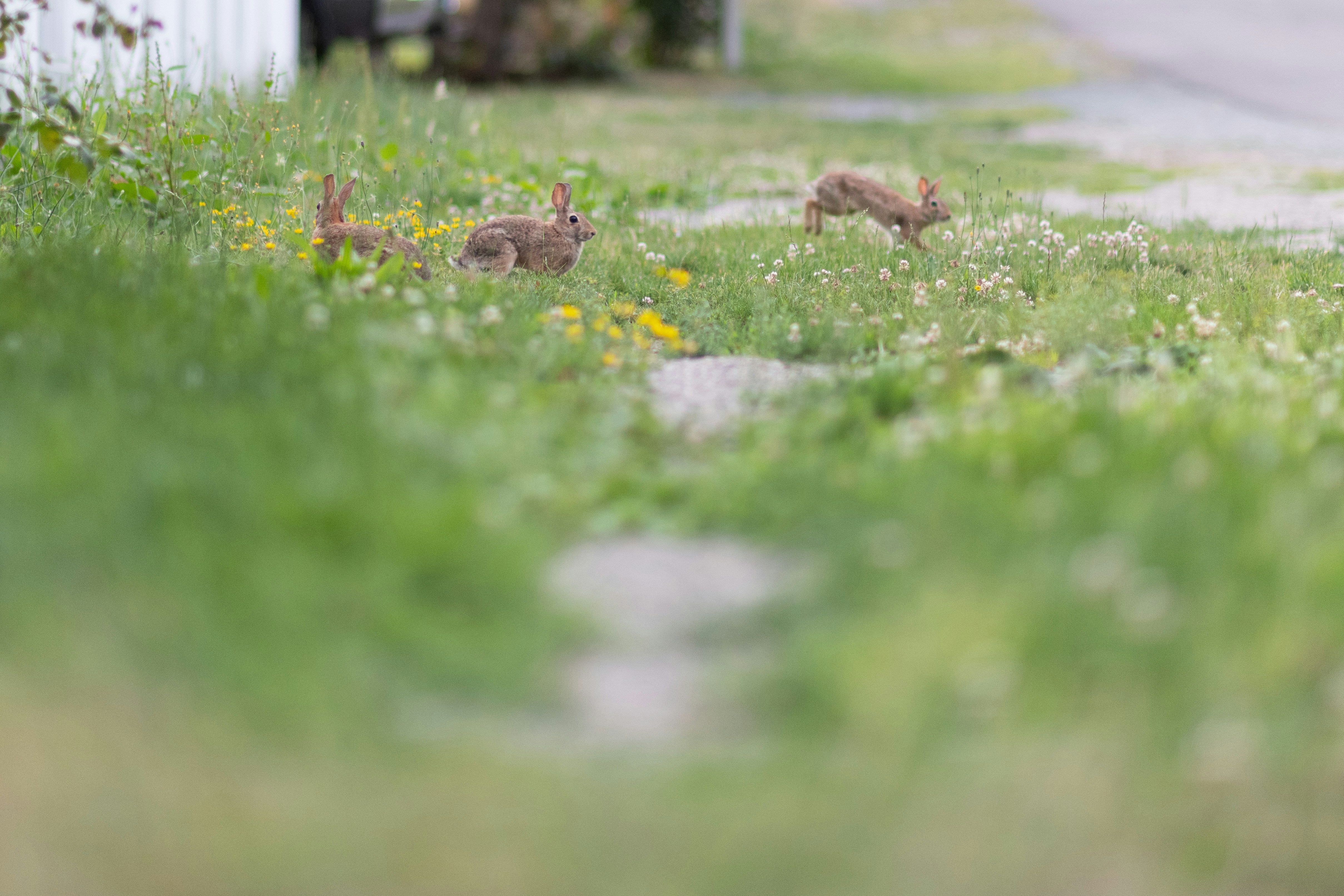 Meadow Pause: Three Rabbits on a Dandelion-Verge