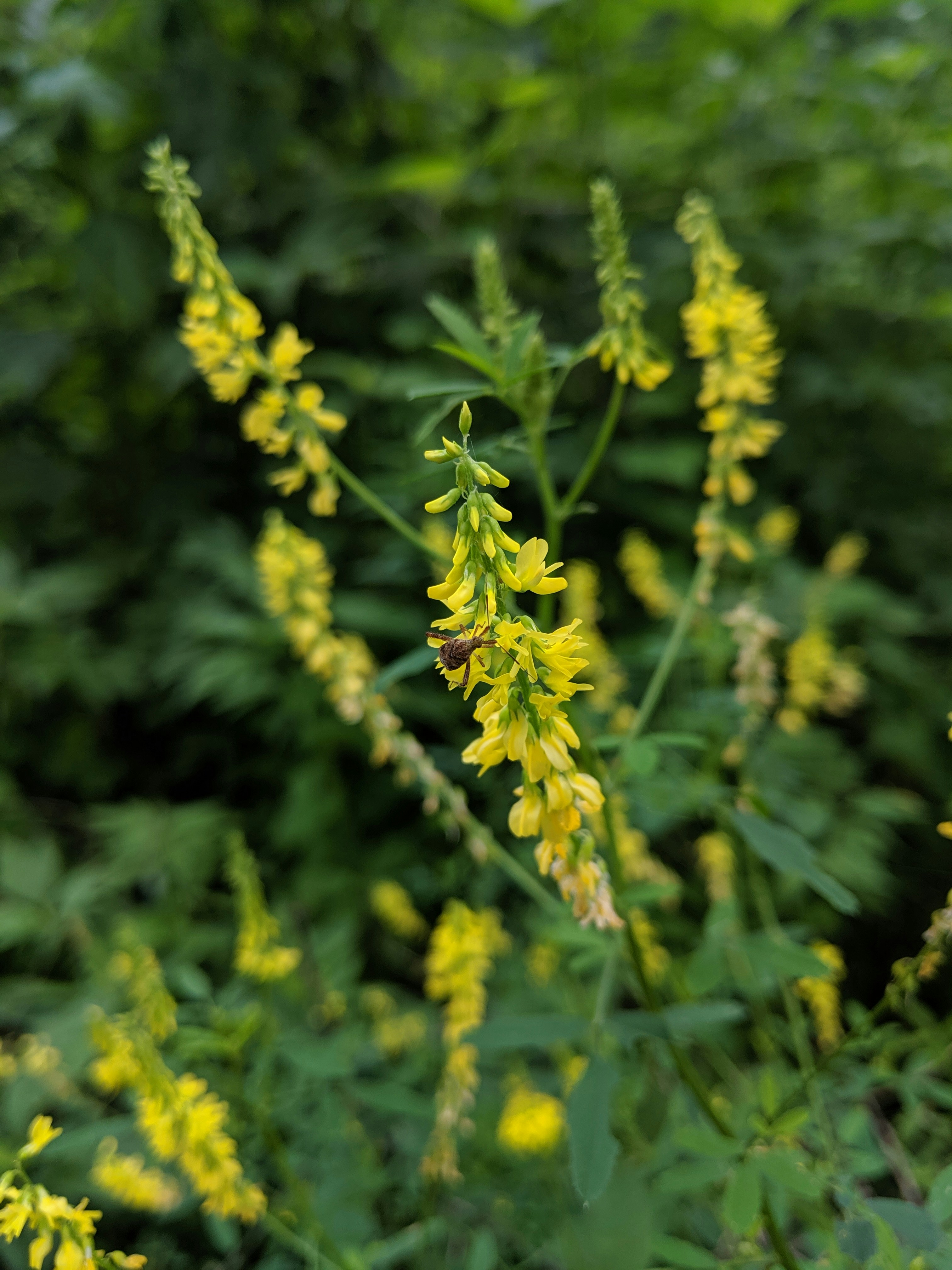 Golden Blooms Amid Verdant Green