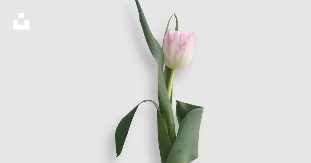 白い背景に単一のピンクと白のチューリップの写真 Unsplashの花の無料画像